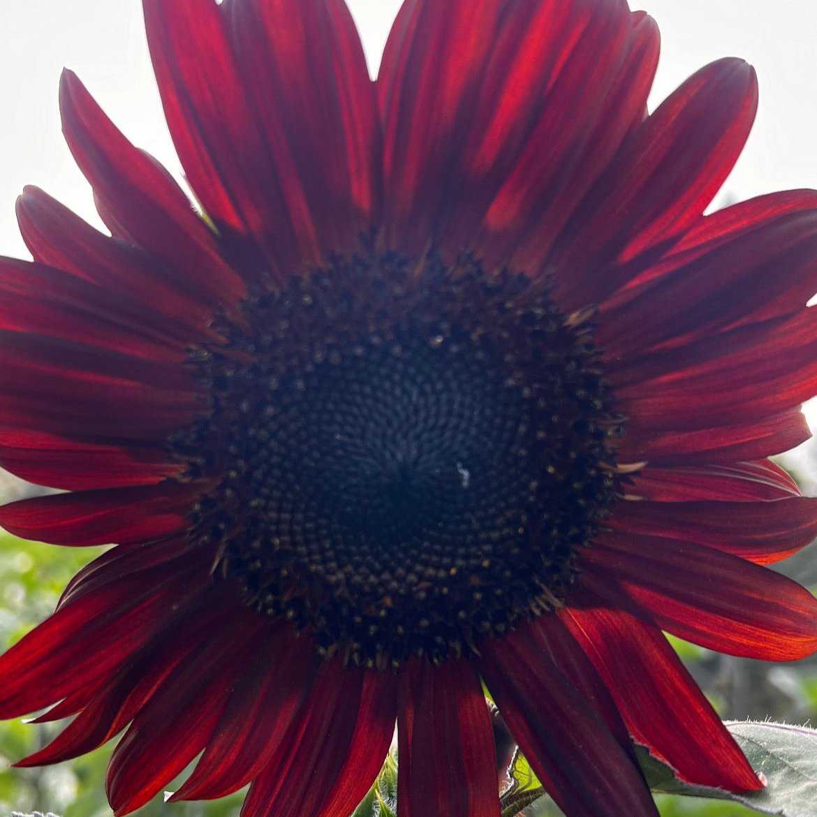 Sunflower, Red Sun | Siskiyou Seeds
