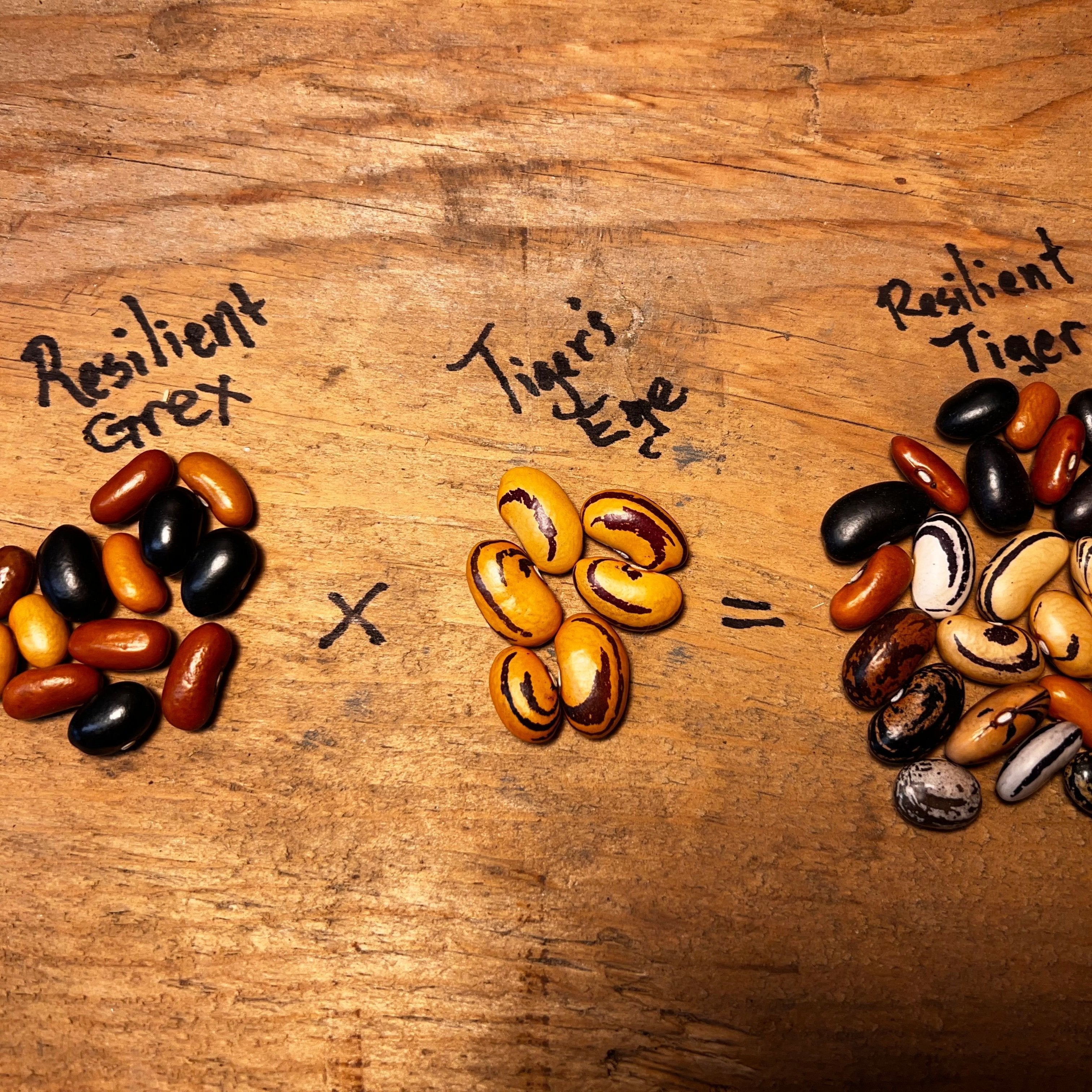 Beans, Resilient Tiger Grex | Siskiyou Seeds