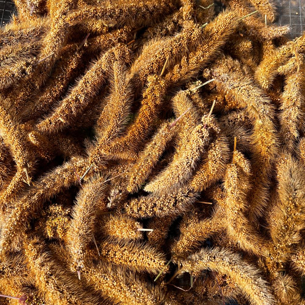 Millet, Aukses Foxtail | Siskiyou Seeds