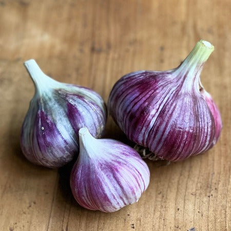 Garlic, Zemo Mtsara - Certified Organic | Siskiyou Seeds