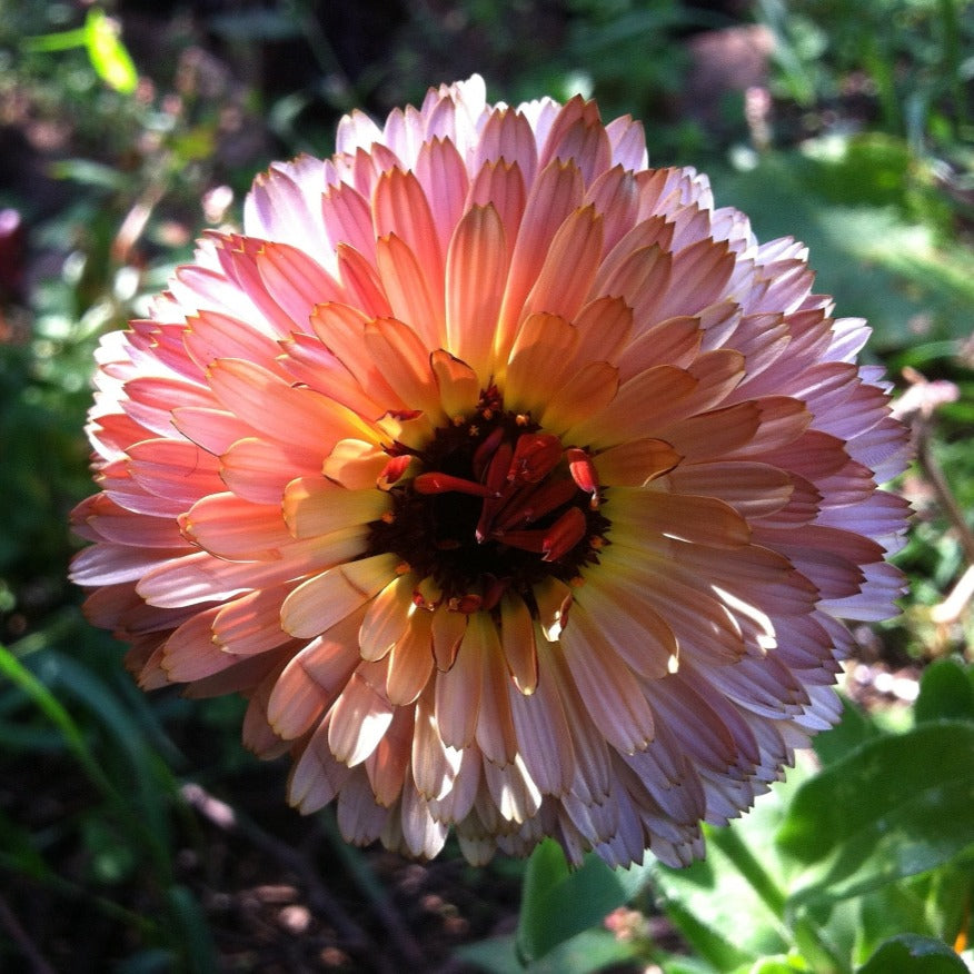Calendula, Zeolights | Siskiyou Seeds