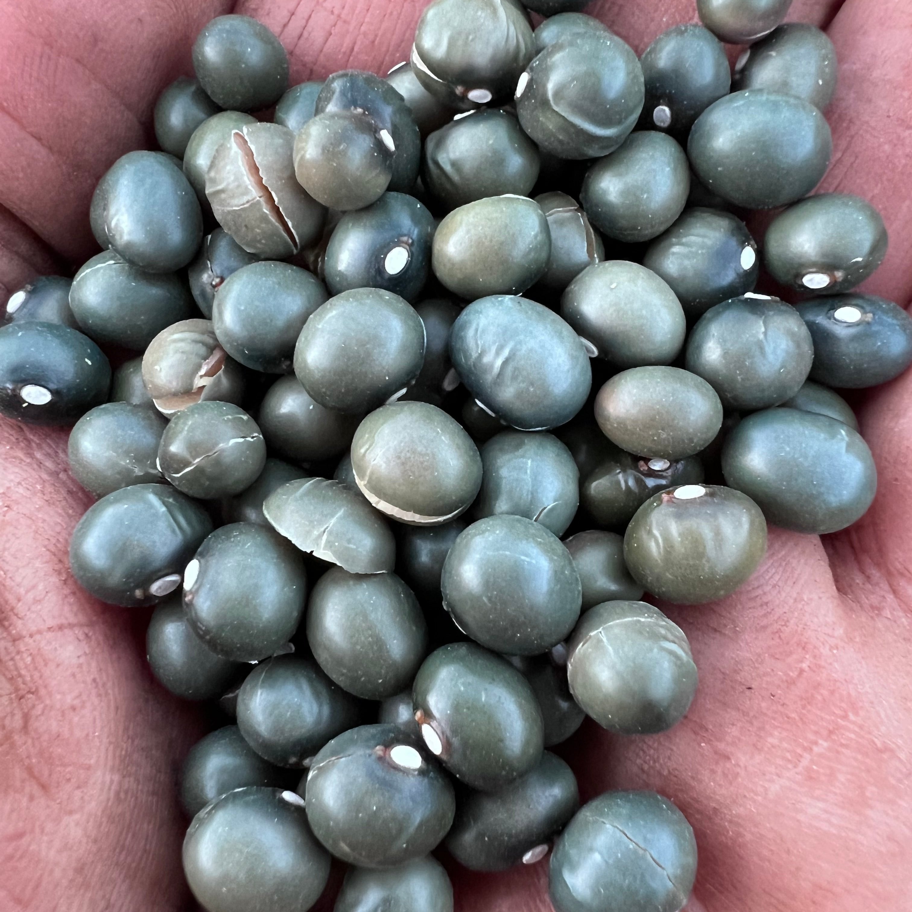 Beans, Army, Pole | Siskiyou Seeds