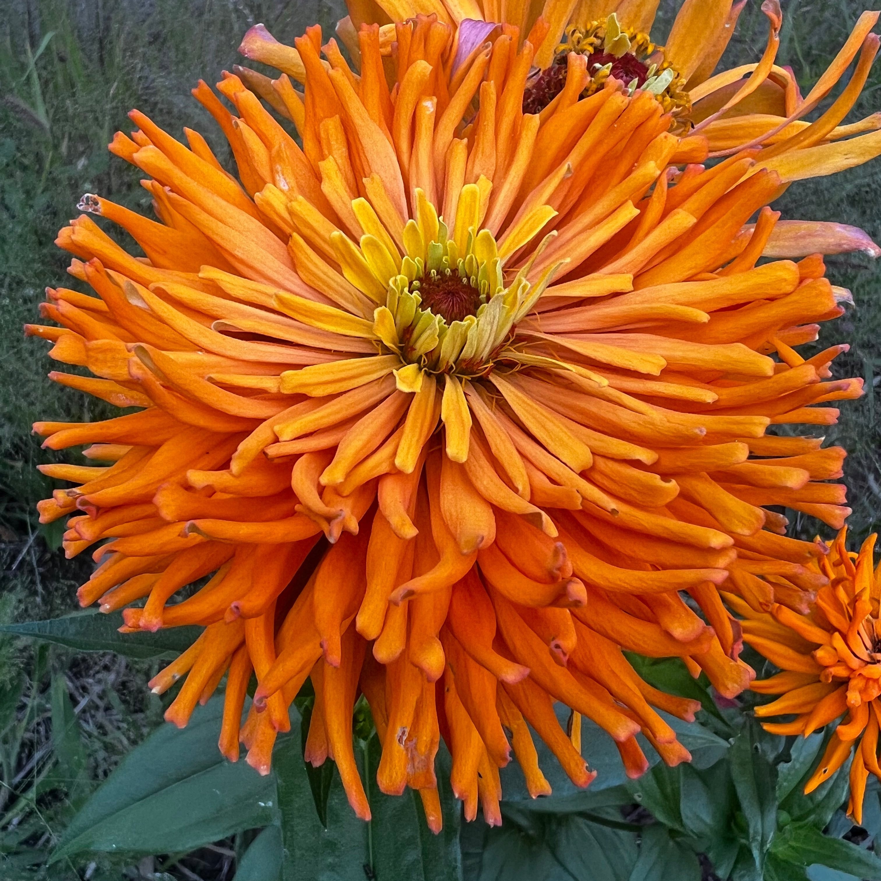 Zinnia, Orange Anemone | Siskiyou Seeds