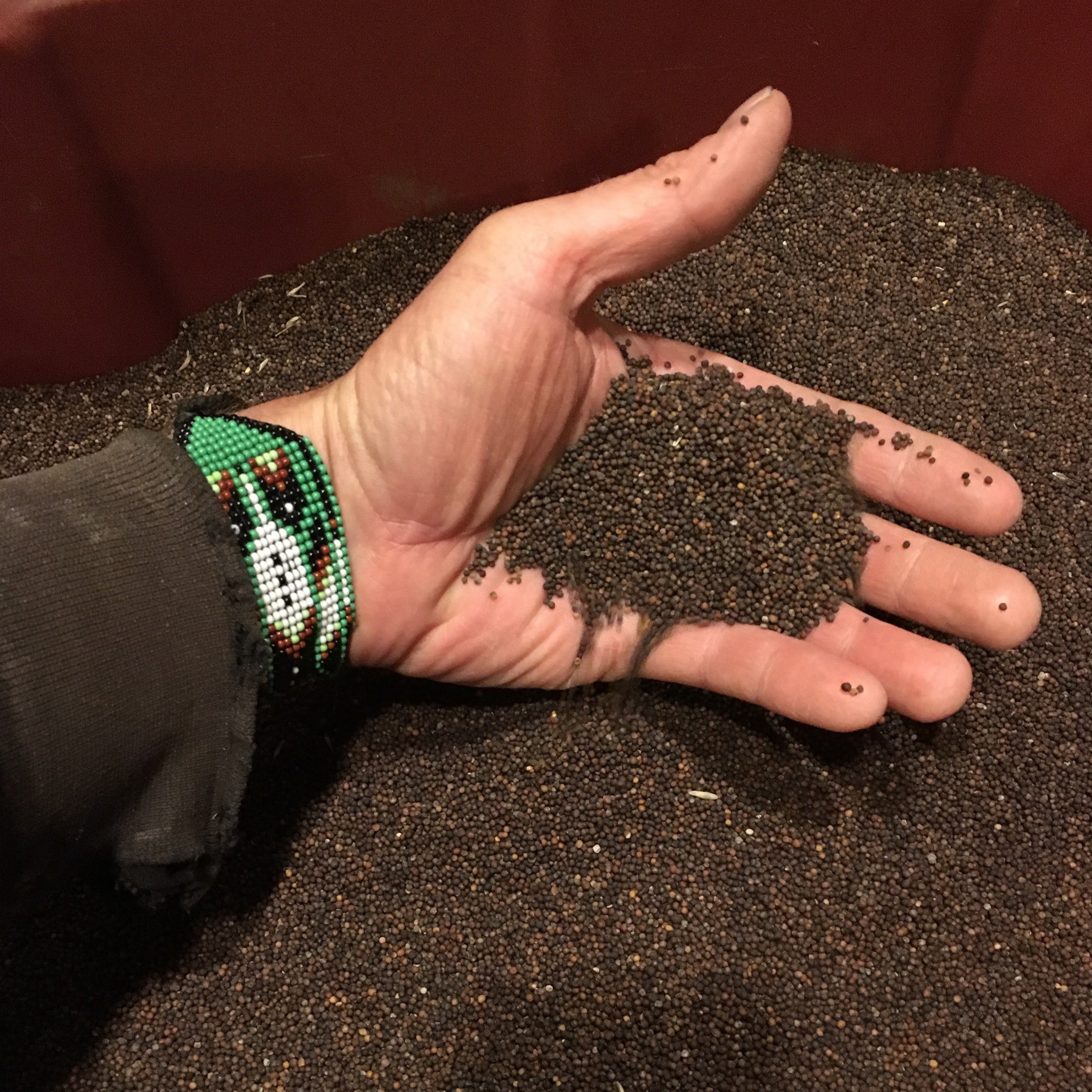 Kale, Alive Vates Grex | Siskiyou Seeds