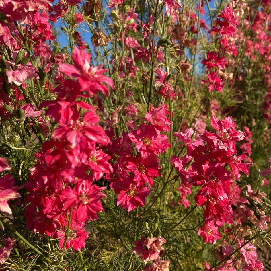 Larkspur, Fancy Rose Striped | Siskiyou Seeds