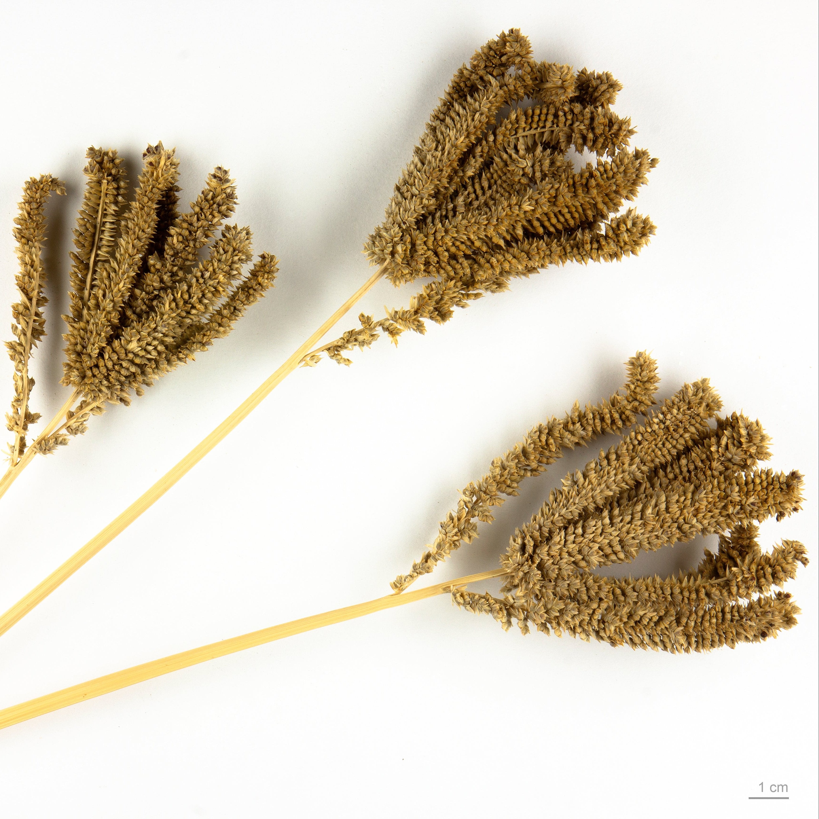 Finger Millet, Raji | Siskiyou Seeds