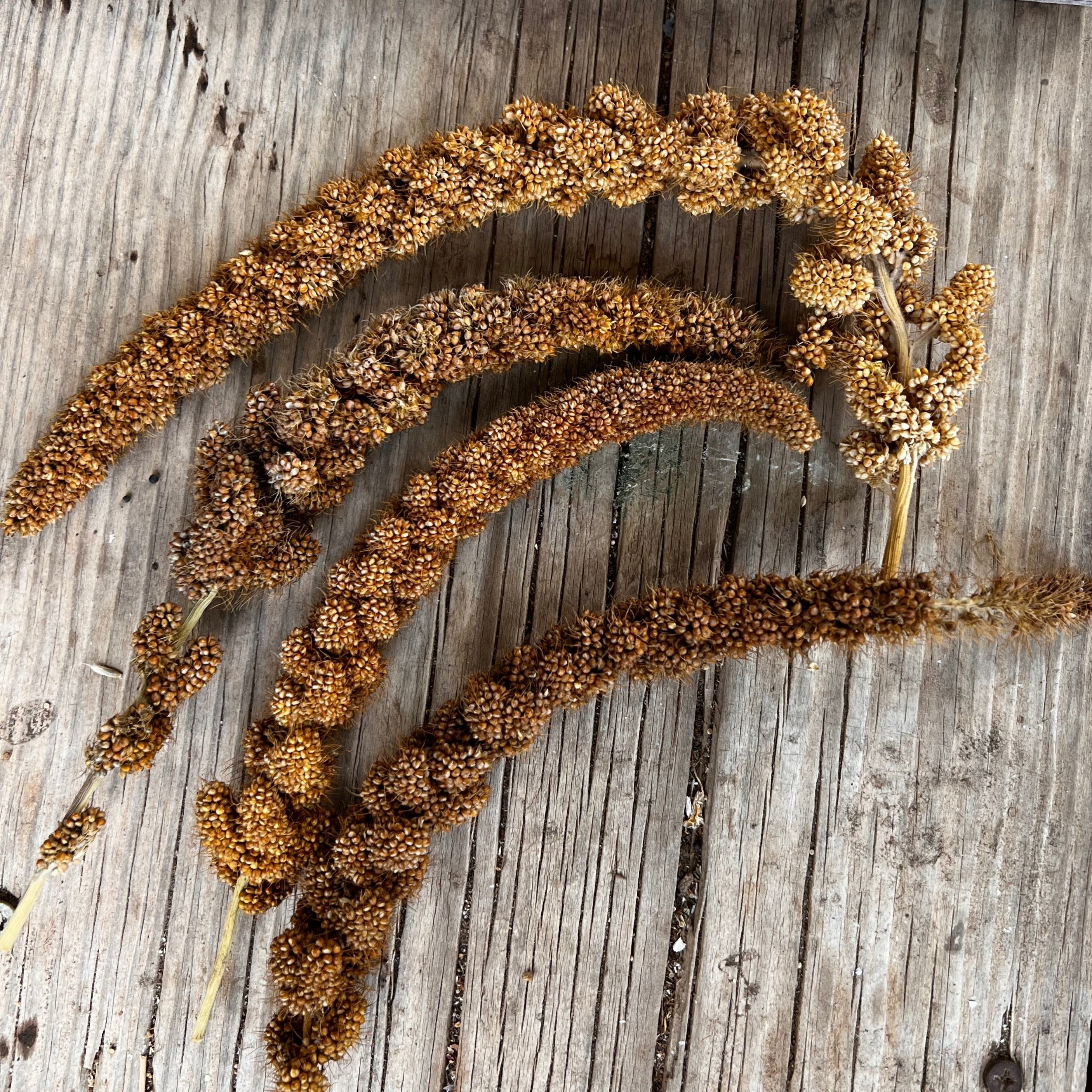 Millet, Lime Light Spray | Siskiyou Seeds