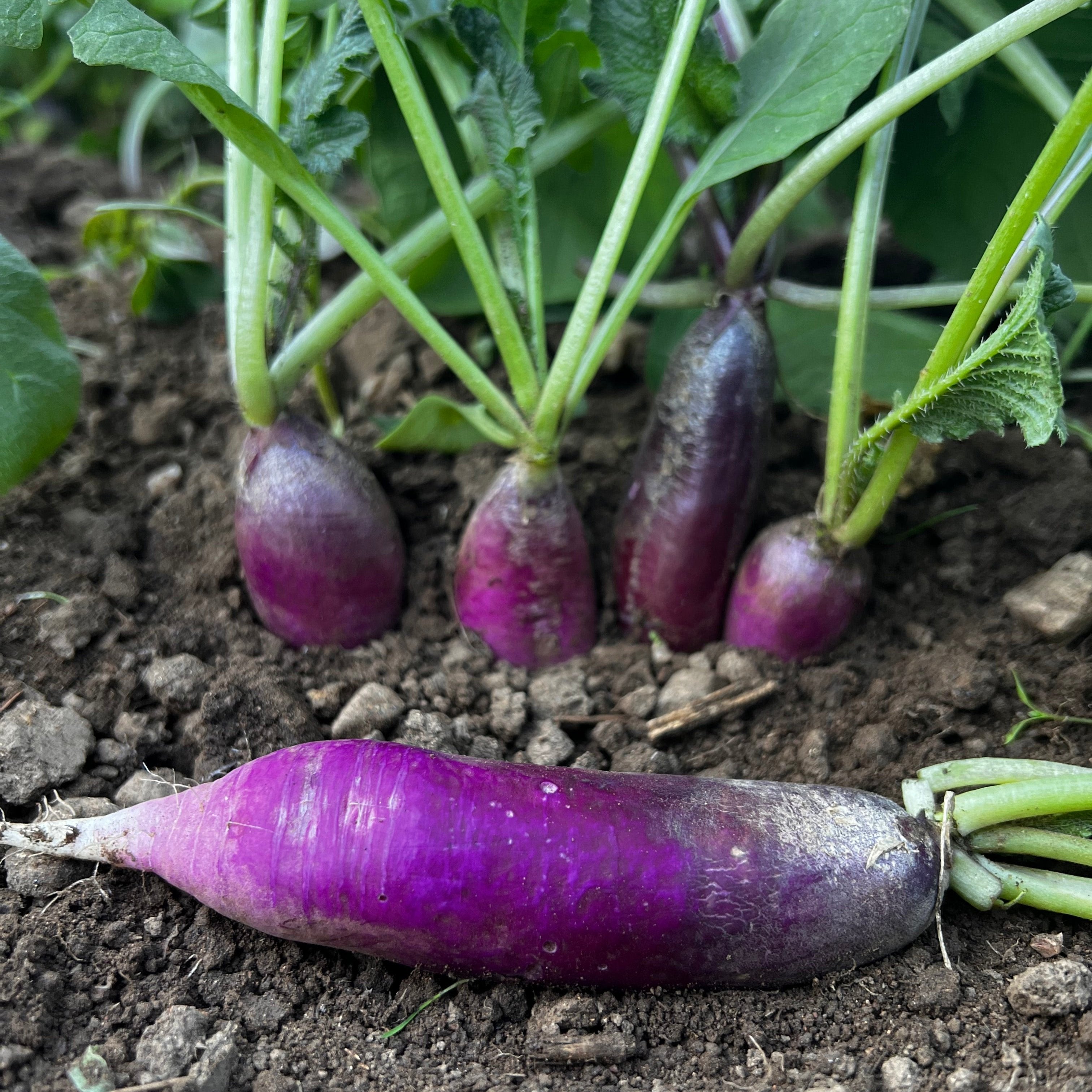Radish, Purple Sunrise | Siskiyou Seeds