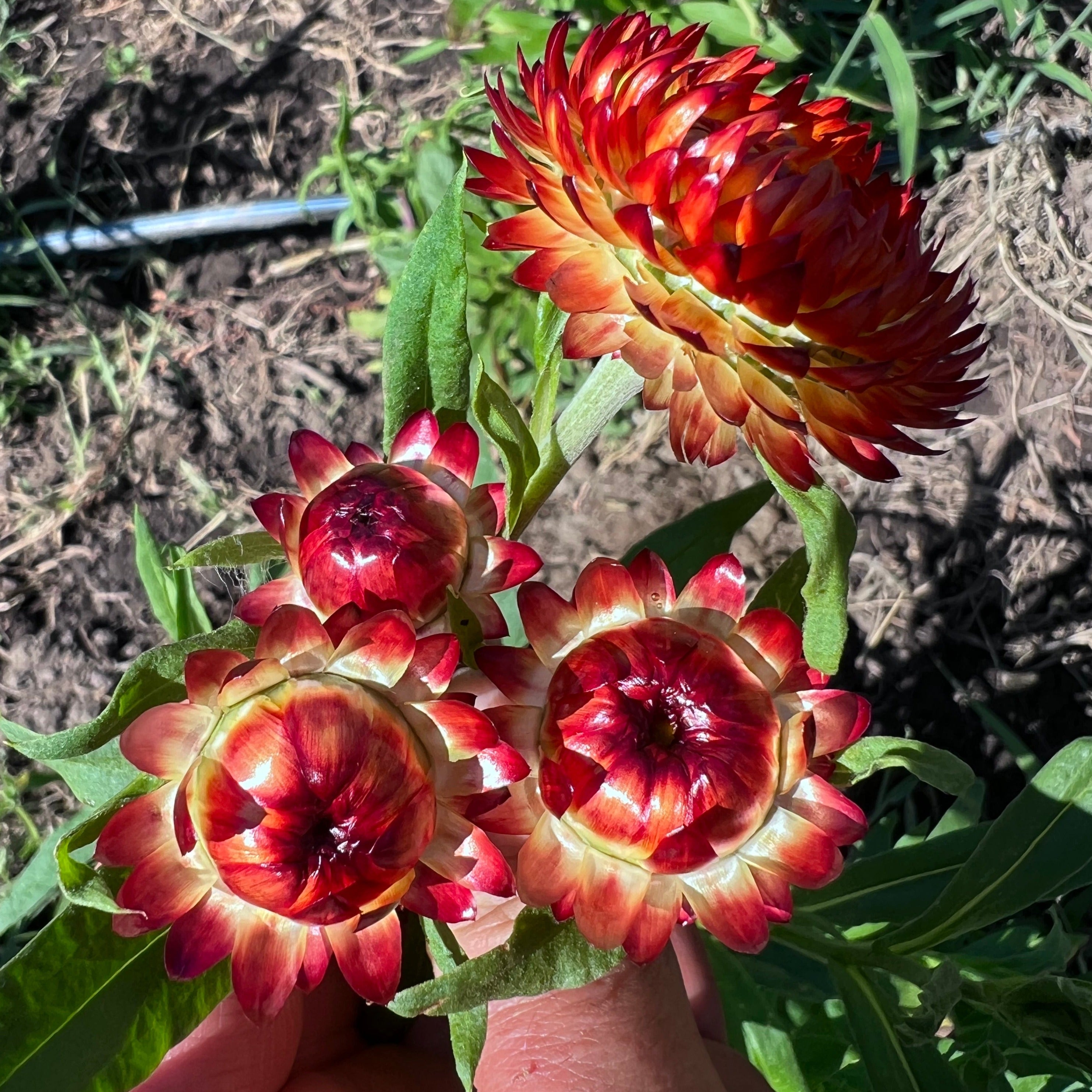 Strawflower, Copper Red | Siskiyou Seeds