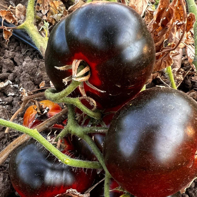 Tomato, Amethyst Jewel | Siskiyou Seeds