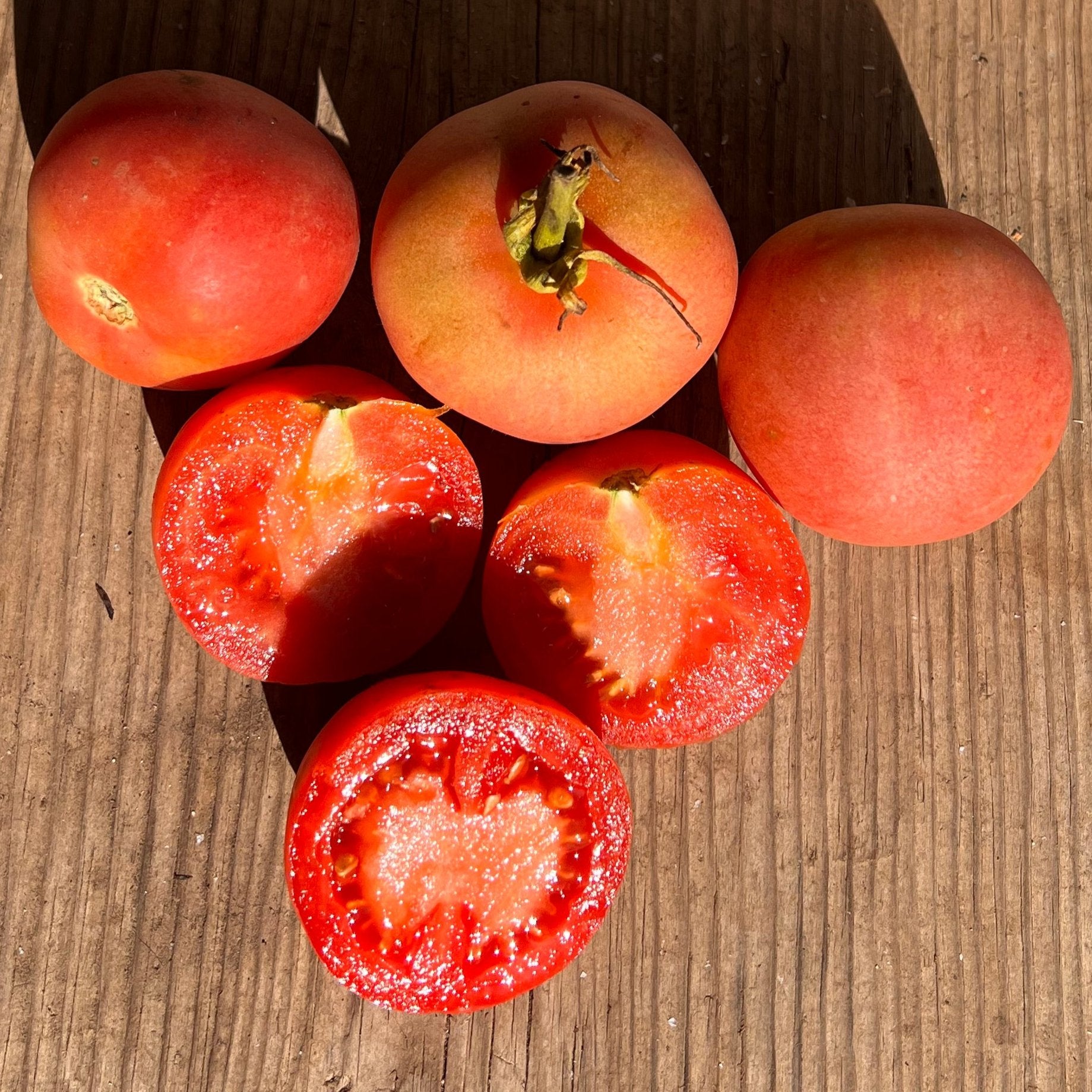 Tomato, Penjar Songil, Storage | Siskiyou Seeds