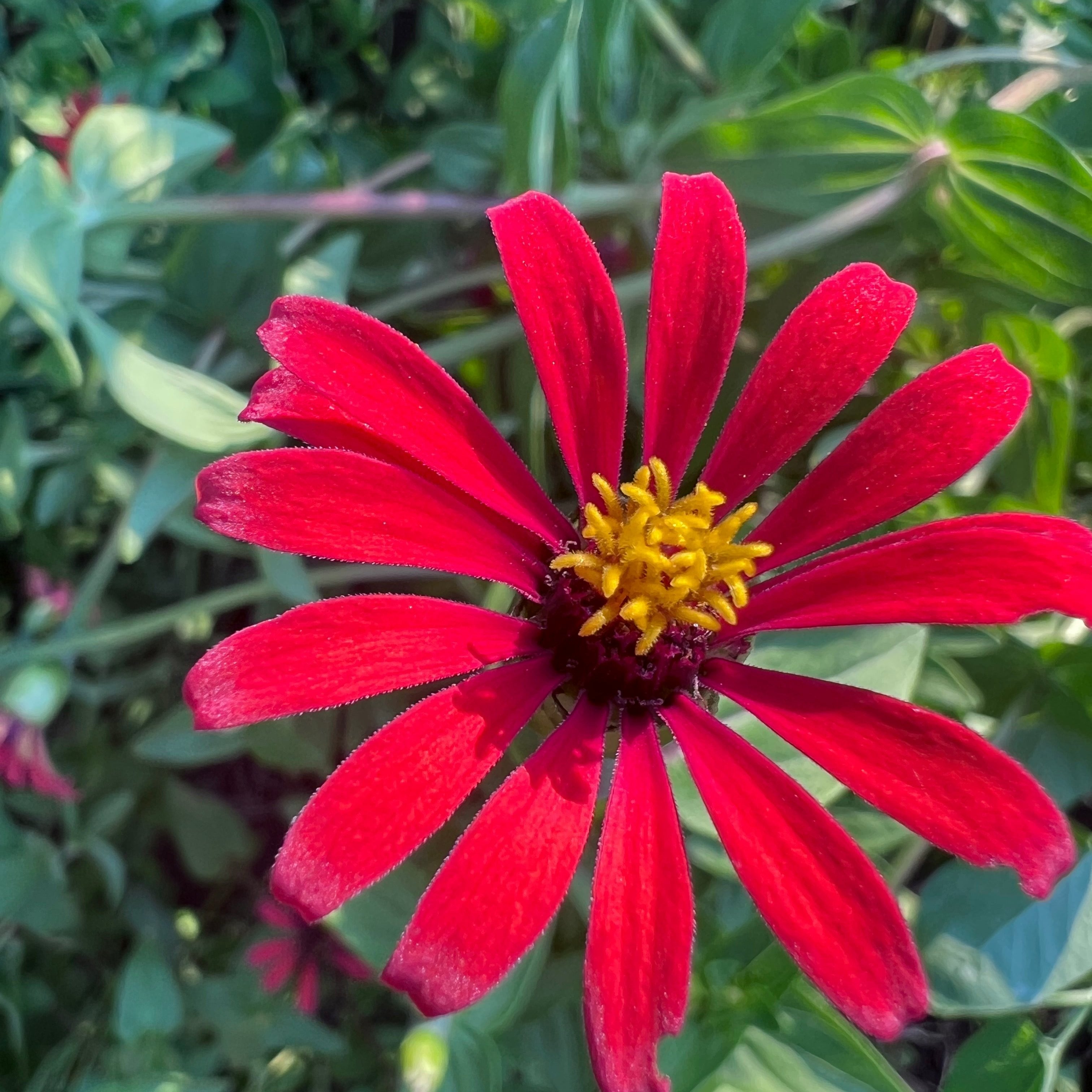 Zinnia, Red Spider | Siskiyou Seeds