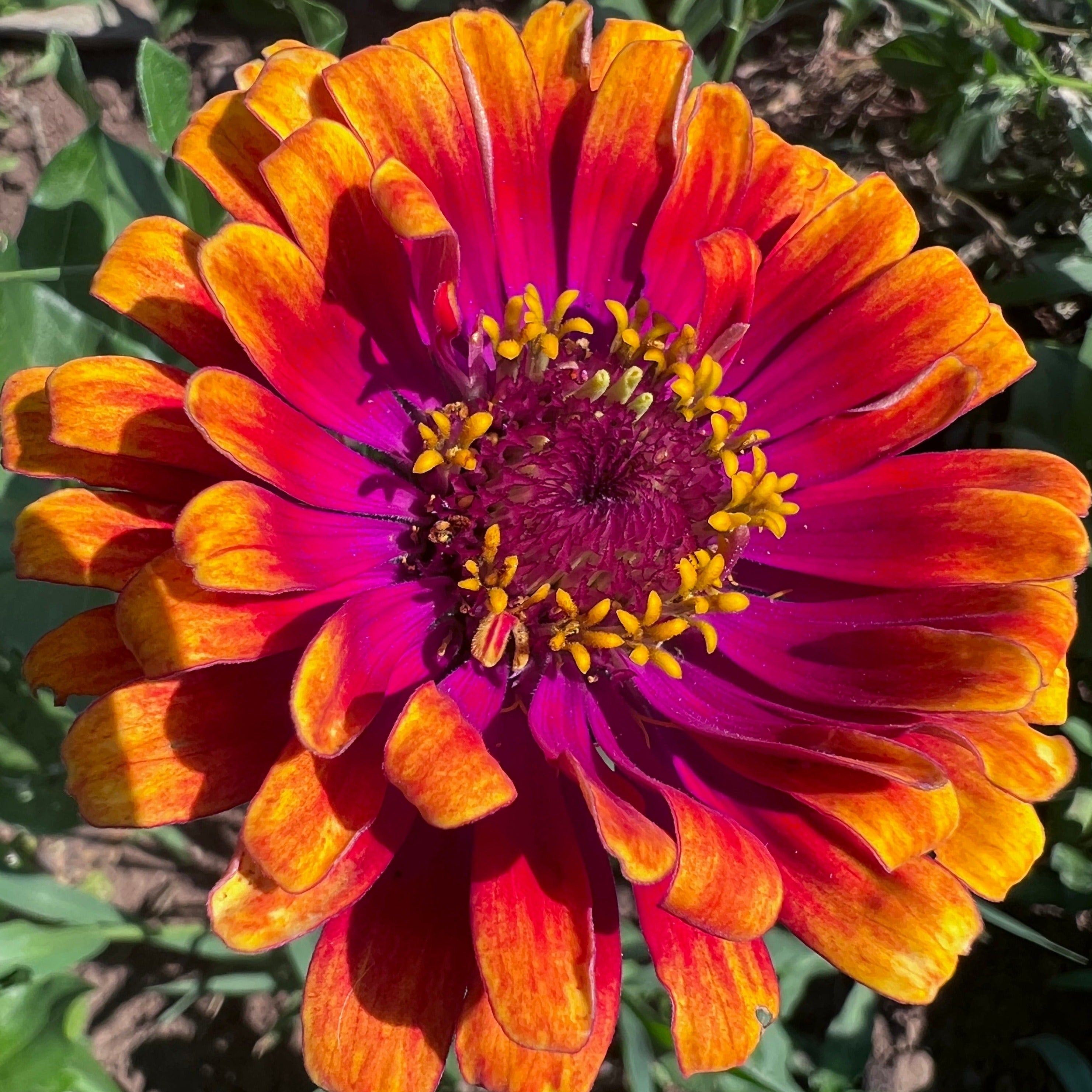 Zinnia, Dreamin' Remix | Siskiyou Seeds
