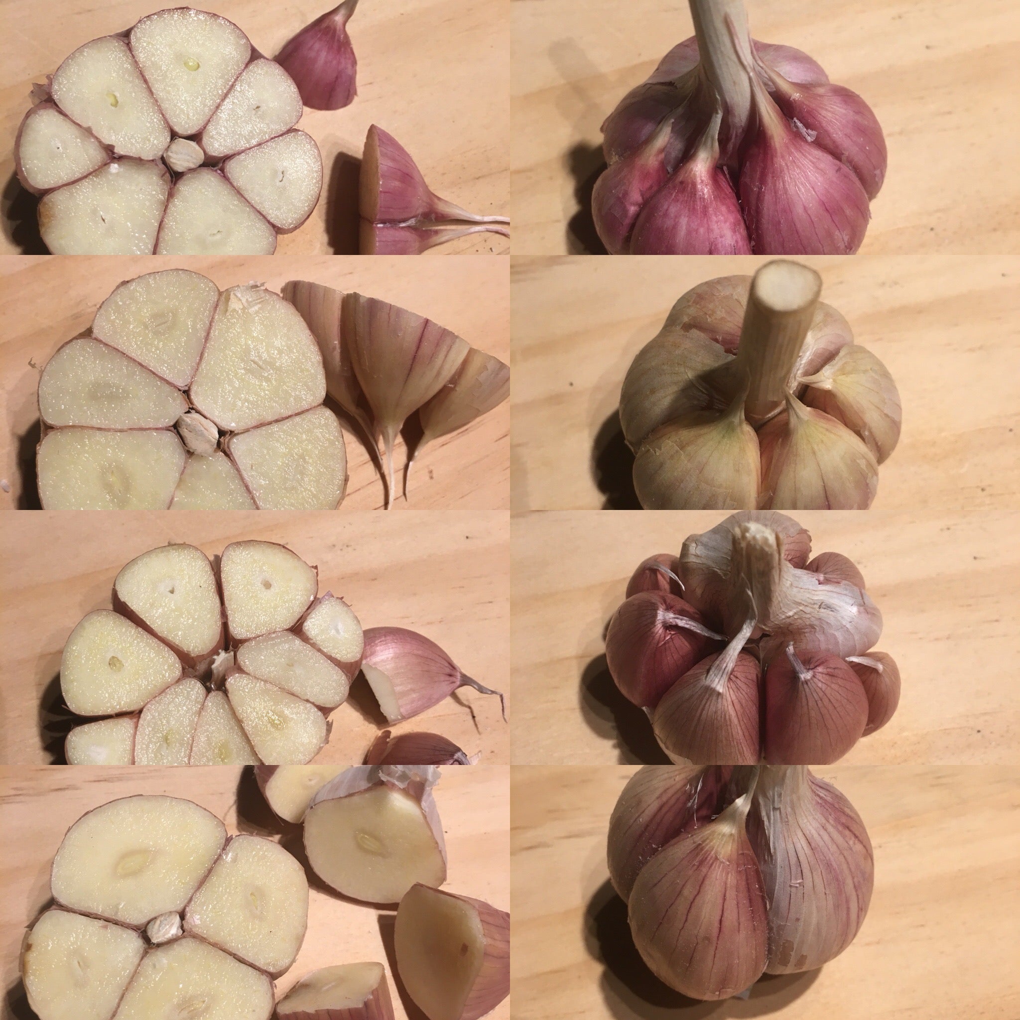 Garlic Sampler - Certified Organic | Siskiyou Seeds
