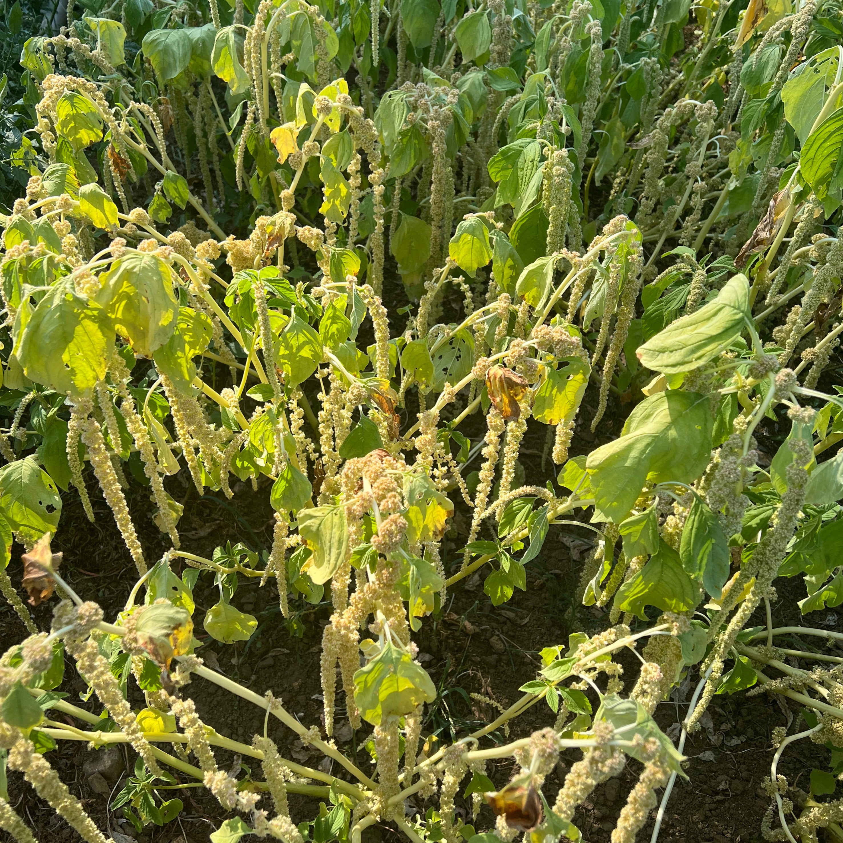 Amaranth, Emerald Tassels | Siskiyou Seeds