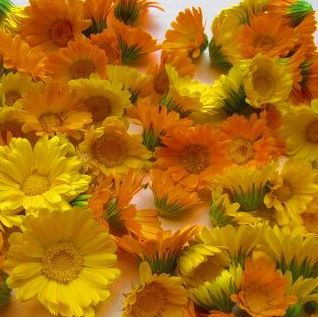 Calendula, Resina | Siskiyou Seeds