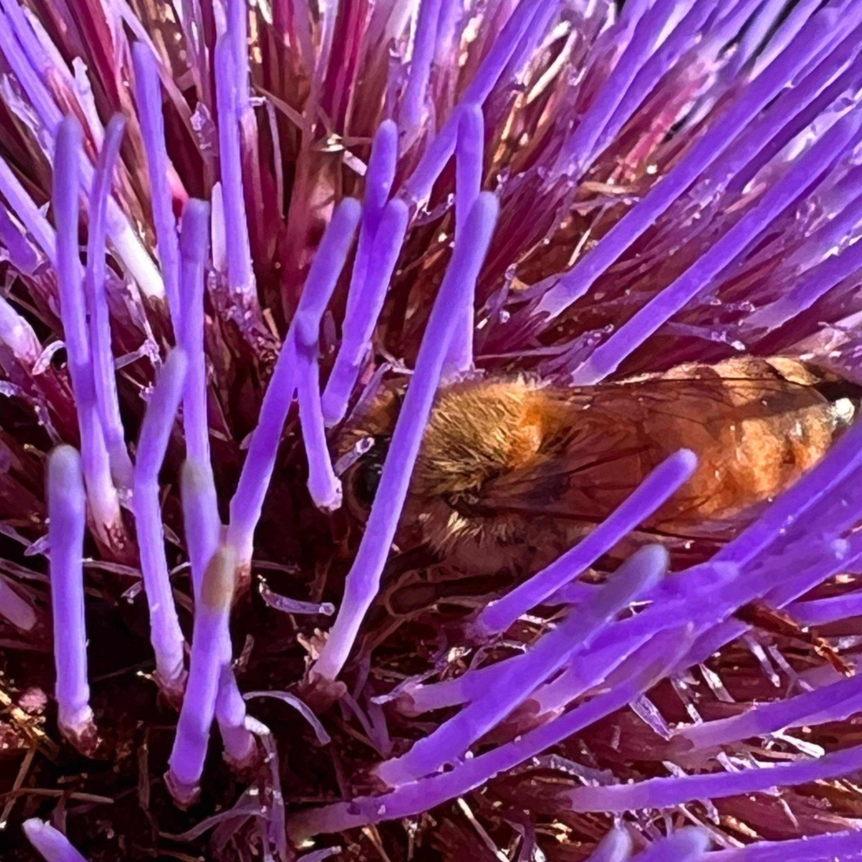 Cardoon | Siskiyou Seeds