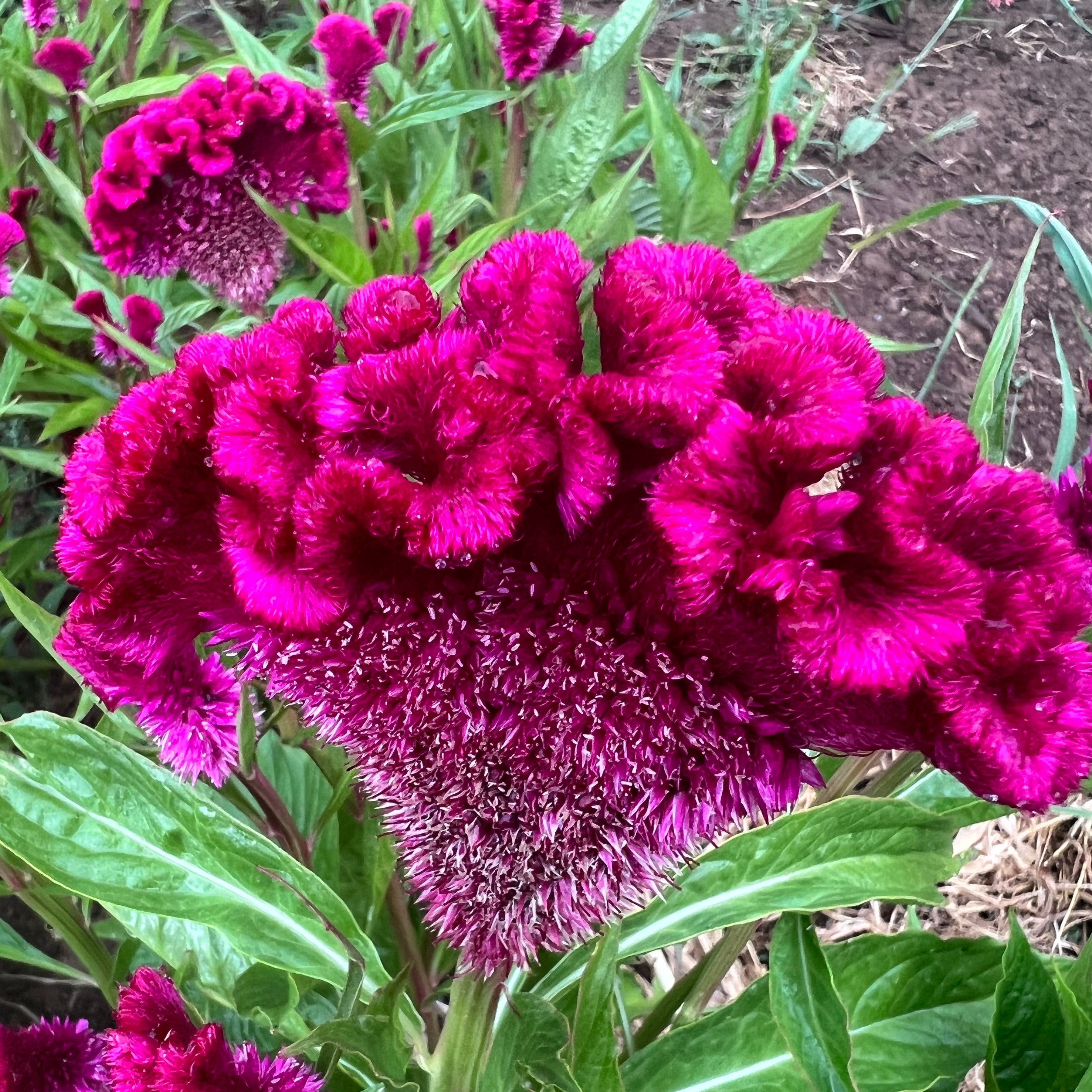 Celosia, Mindmeld Mix Coral Cockscomb | Siskiyou Seeds