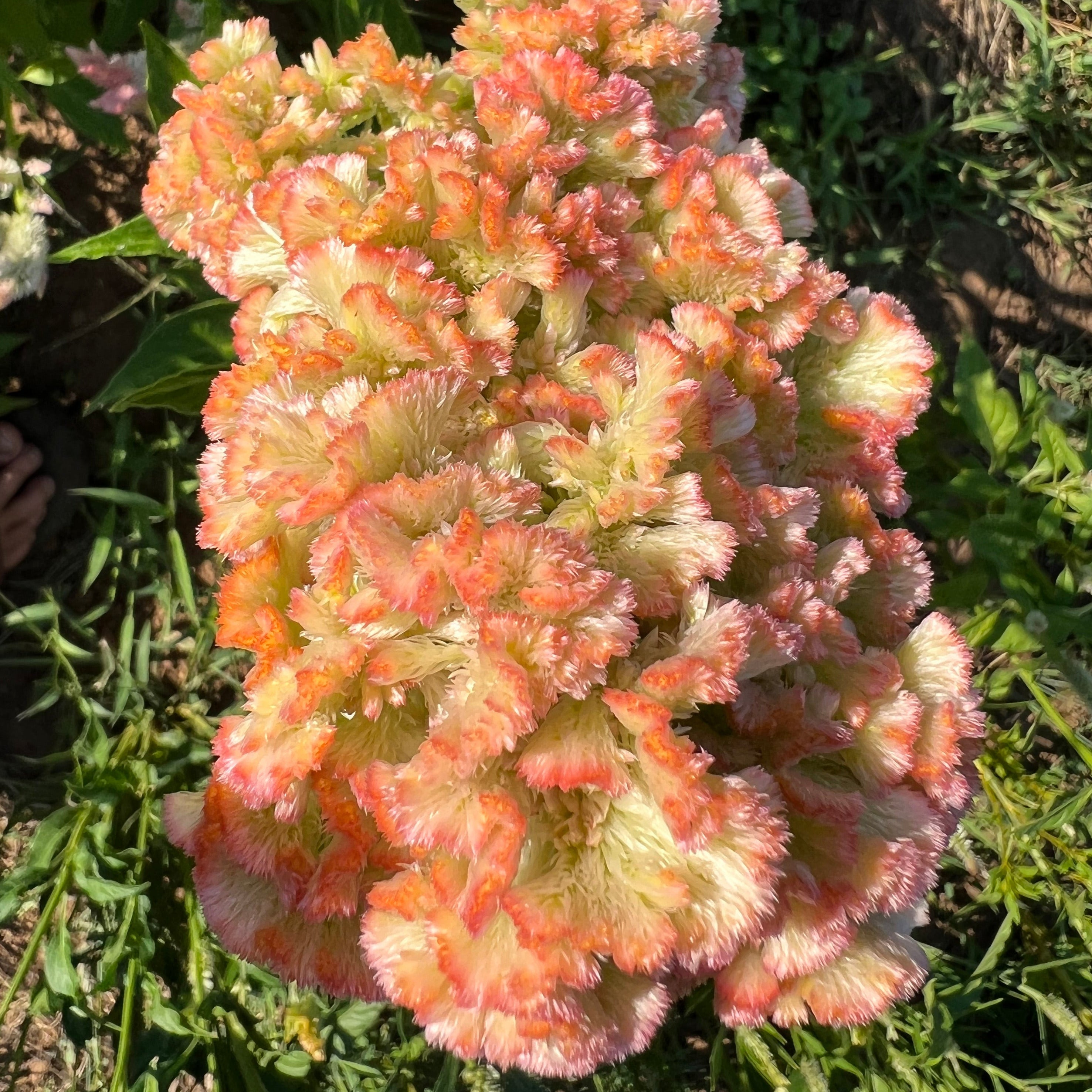 Celosia, Mindmeld Mix Coral Cockscomb | Siskiyou Seeds