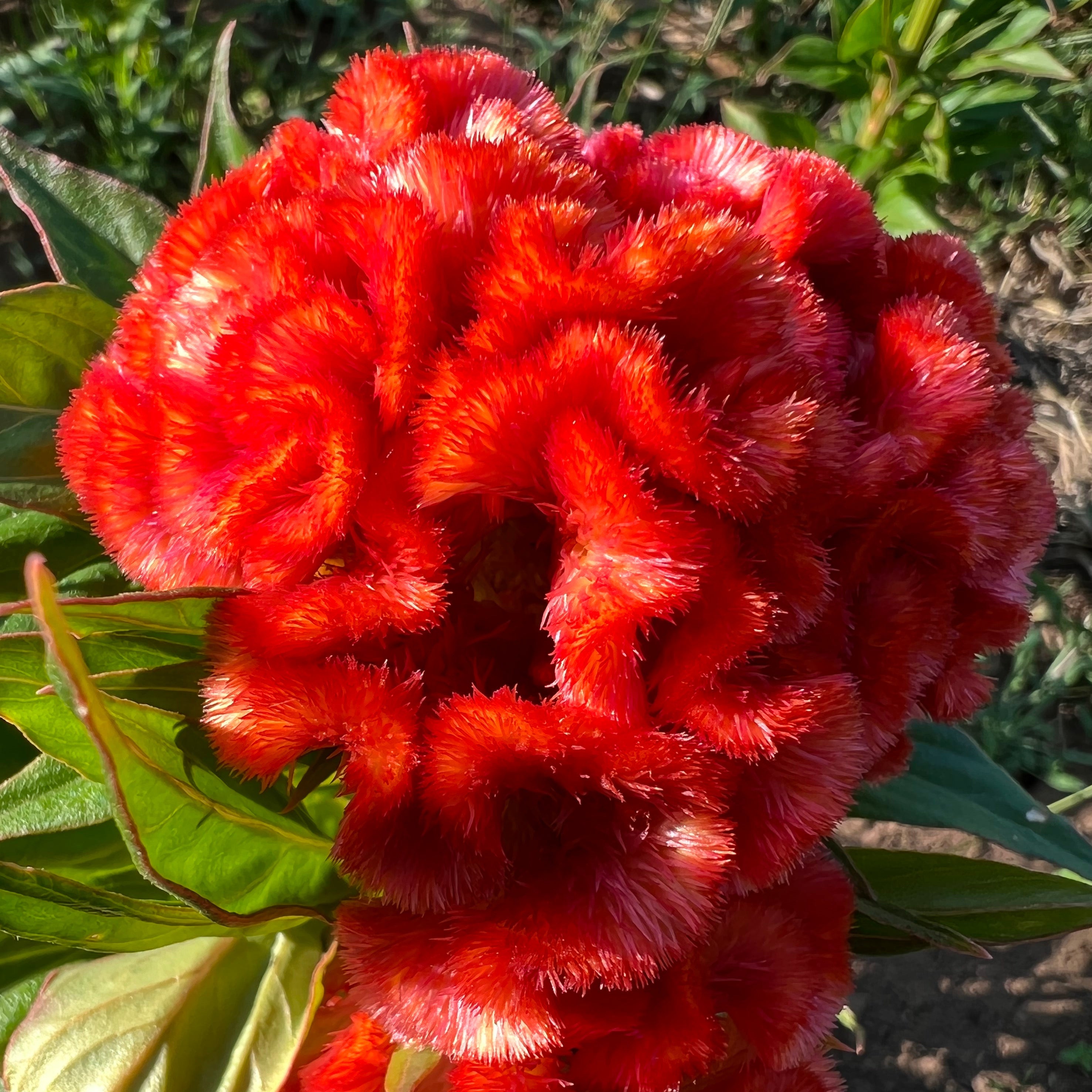 Celosia, Mindmeld Mix Coral Cockscomb | Siskiyou Seeds