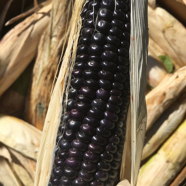 Corn, Oregon Blue, Flour | Siskiyou Seeds
