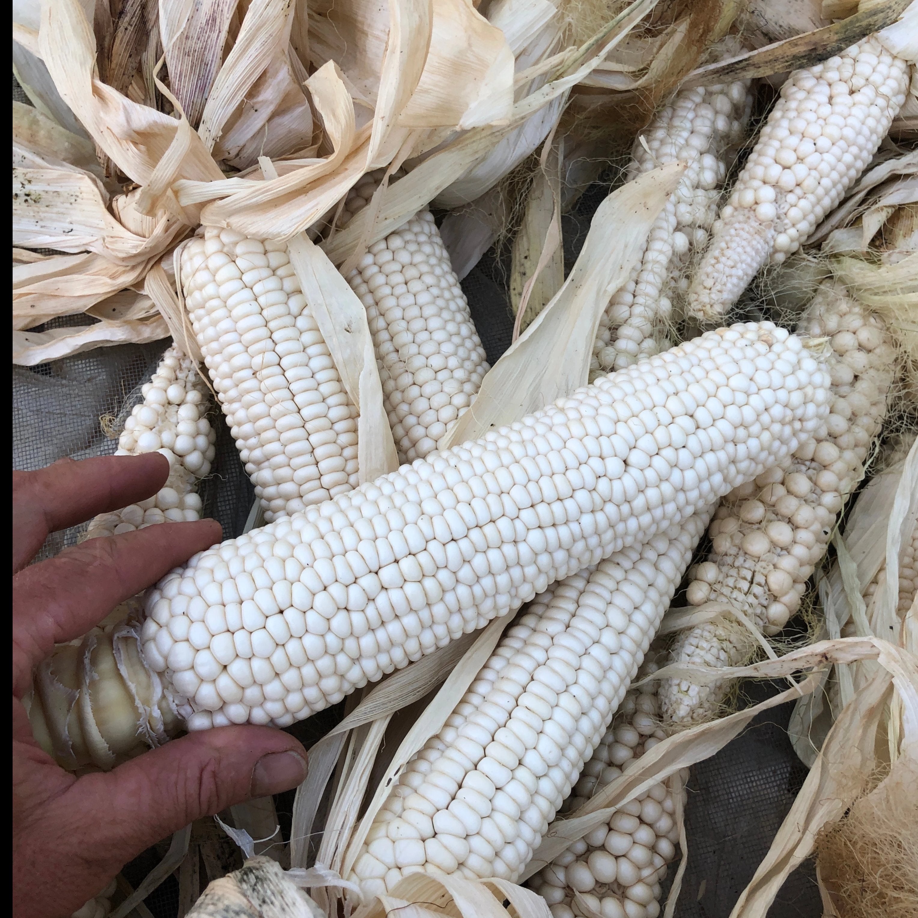 Corn, Maiz Concho | Siskiyou Seeds