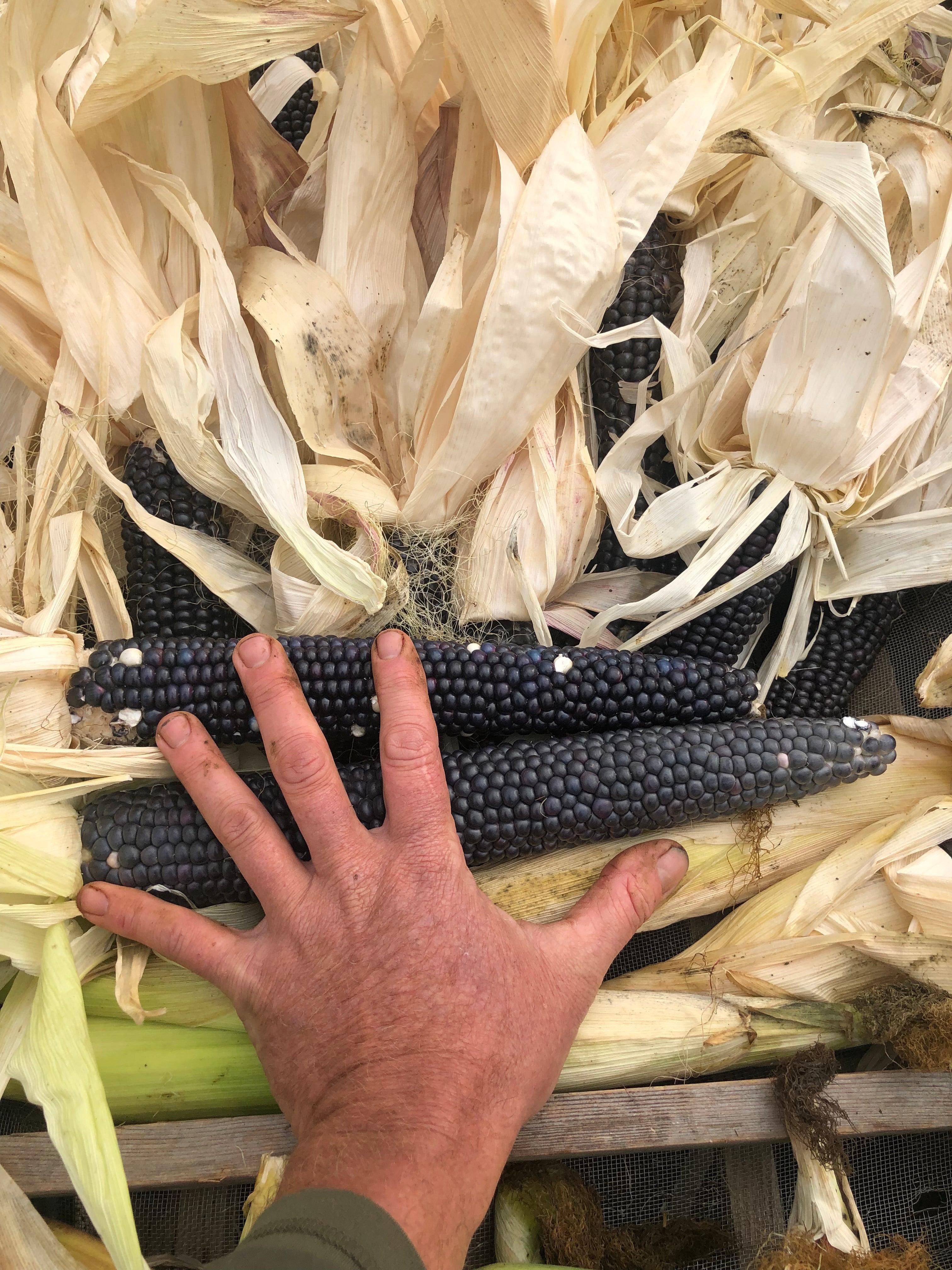 Corn, Oregon Blue, Flour | Siskiyou Seeds