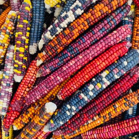 Corn, Painted Mountain, Flour | Siskiyou Seeds