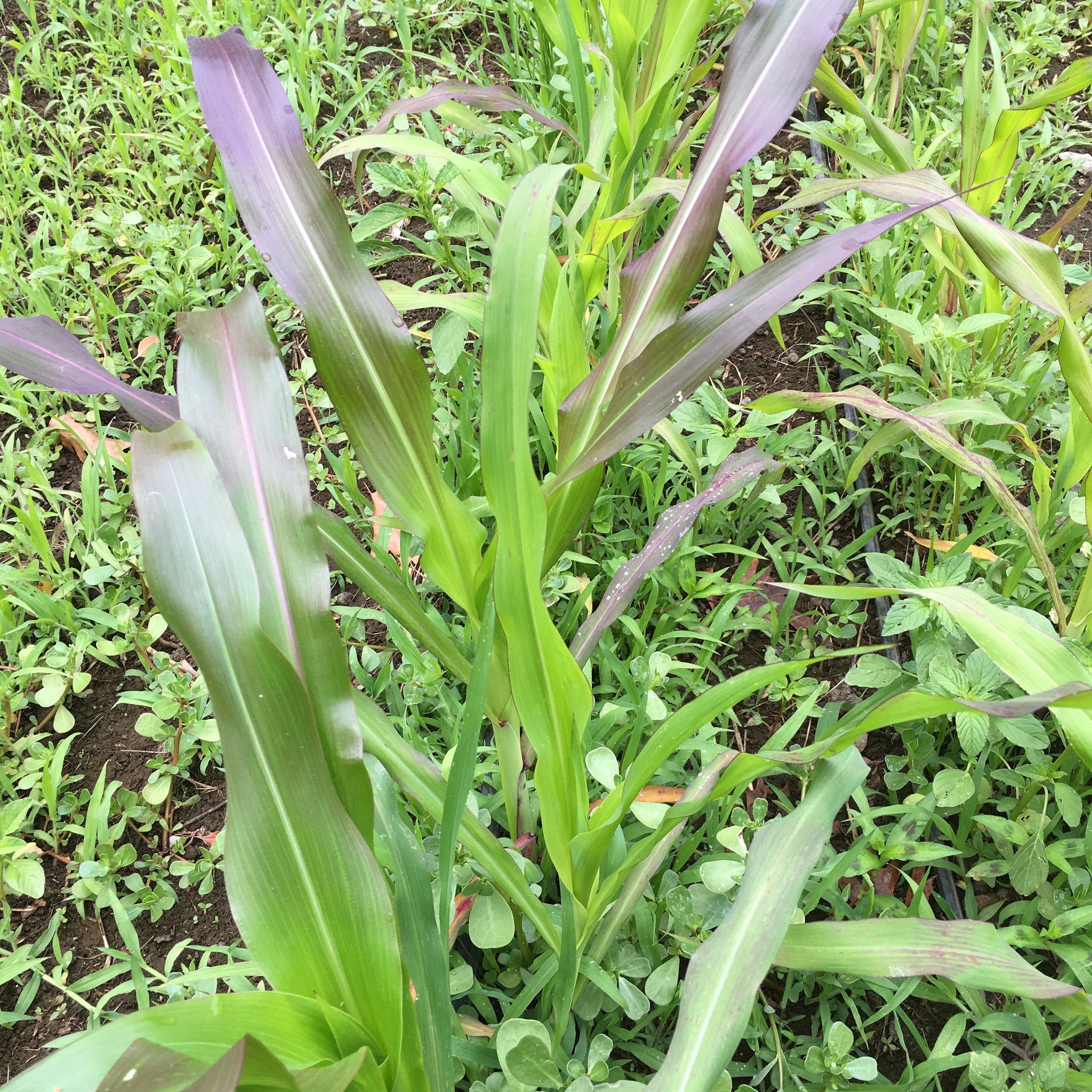 Corn, Soltera Morado, Sweet | Siskiyou Seeds