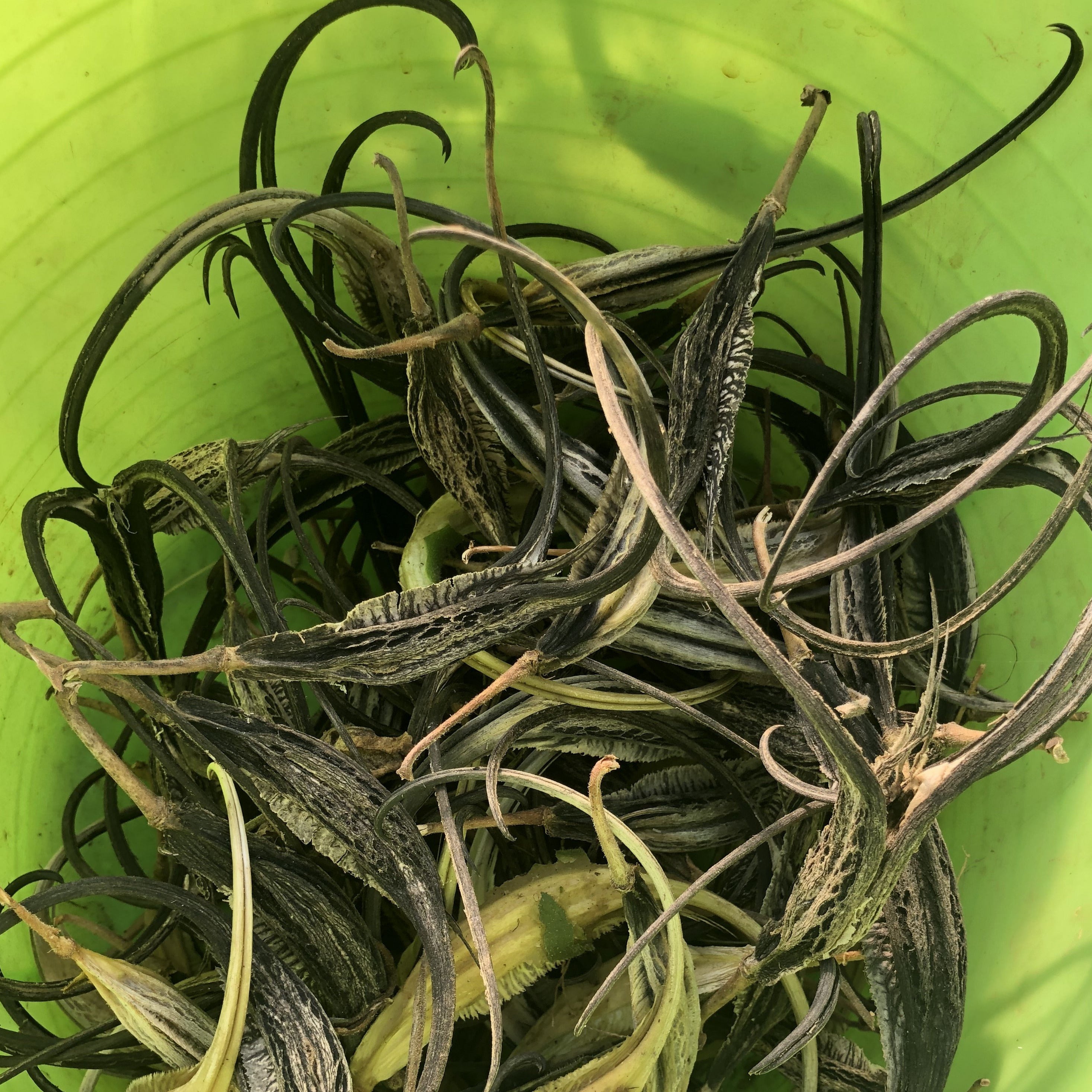 Devil’s Claw | Siskiyou Seeds
