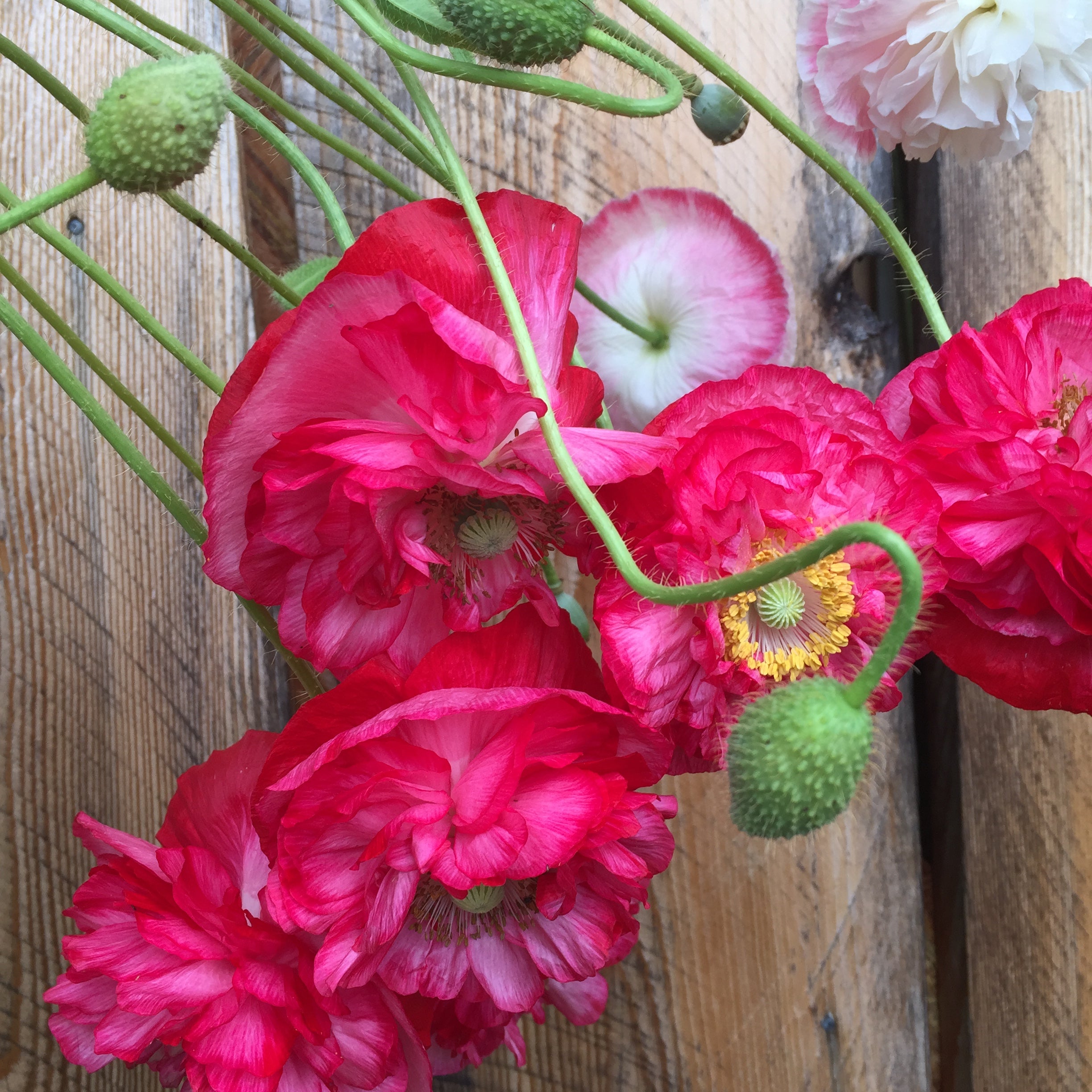 Poppy, Double Mixed Shirley | Siskiyou Seeds