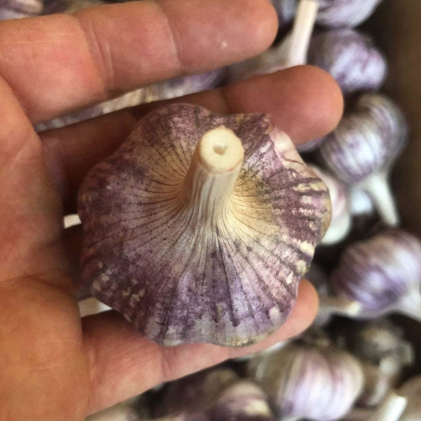Garlic Sampler - Certified Organic | Siskiyou Seeds
