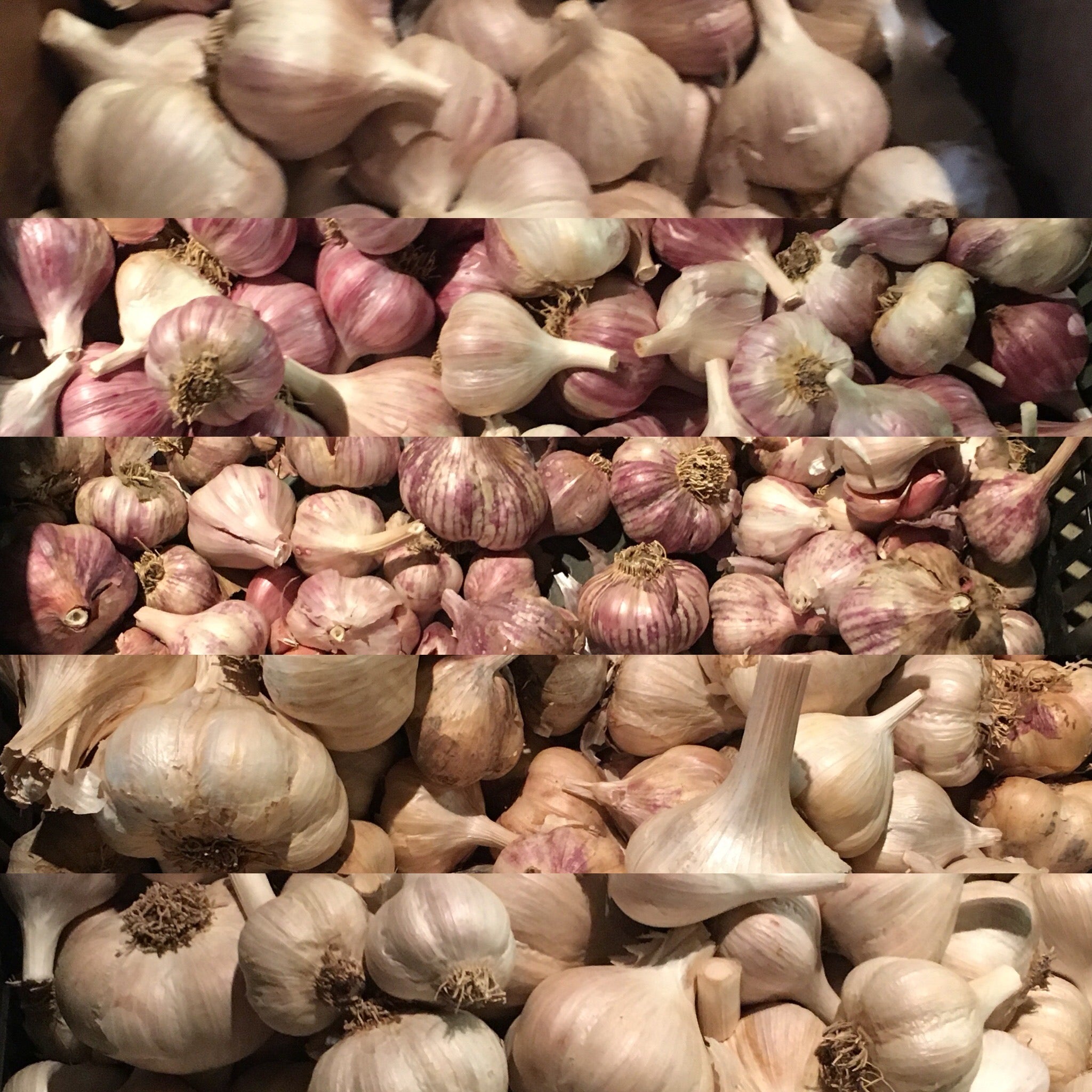 Garlic Sampler, Hardneck - Certified Organic | Siskiyou Seeds