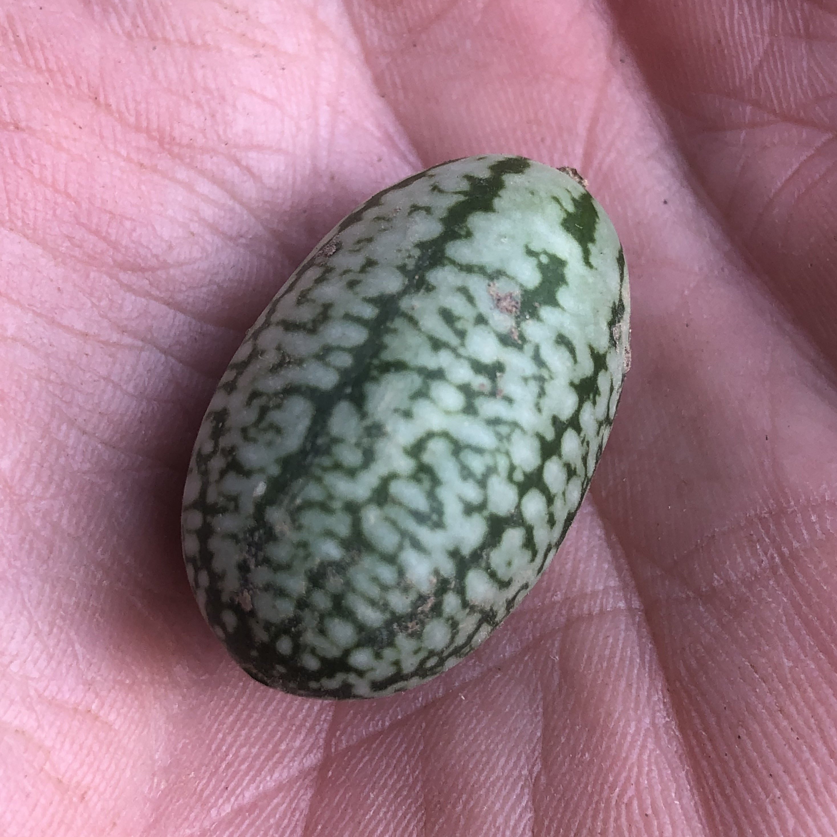 Gerkin, Mexican Sour | Siskiyou Seeds