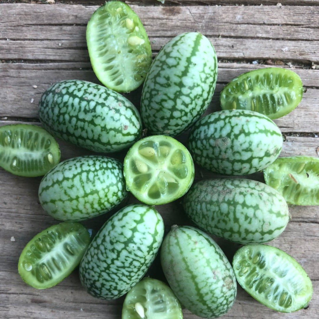 Gerkin, Mexican Sour | Siskiyou Seeds