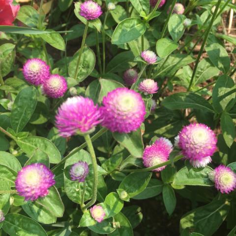 Globe Amaranth, Rose Bi-Color, organic, open pollinated, cut flower ...