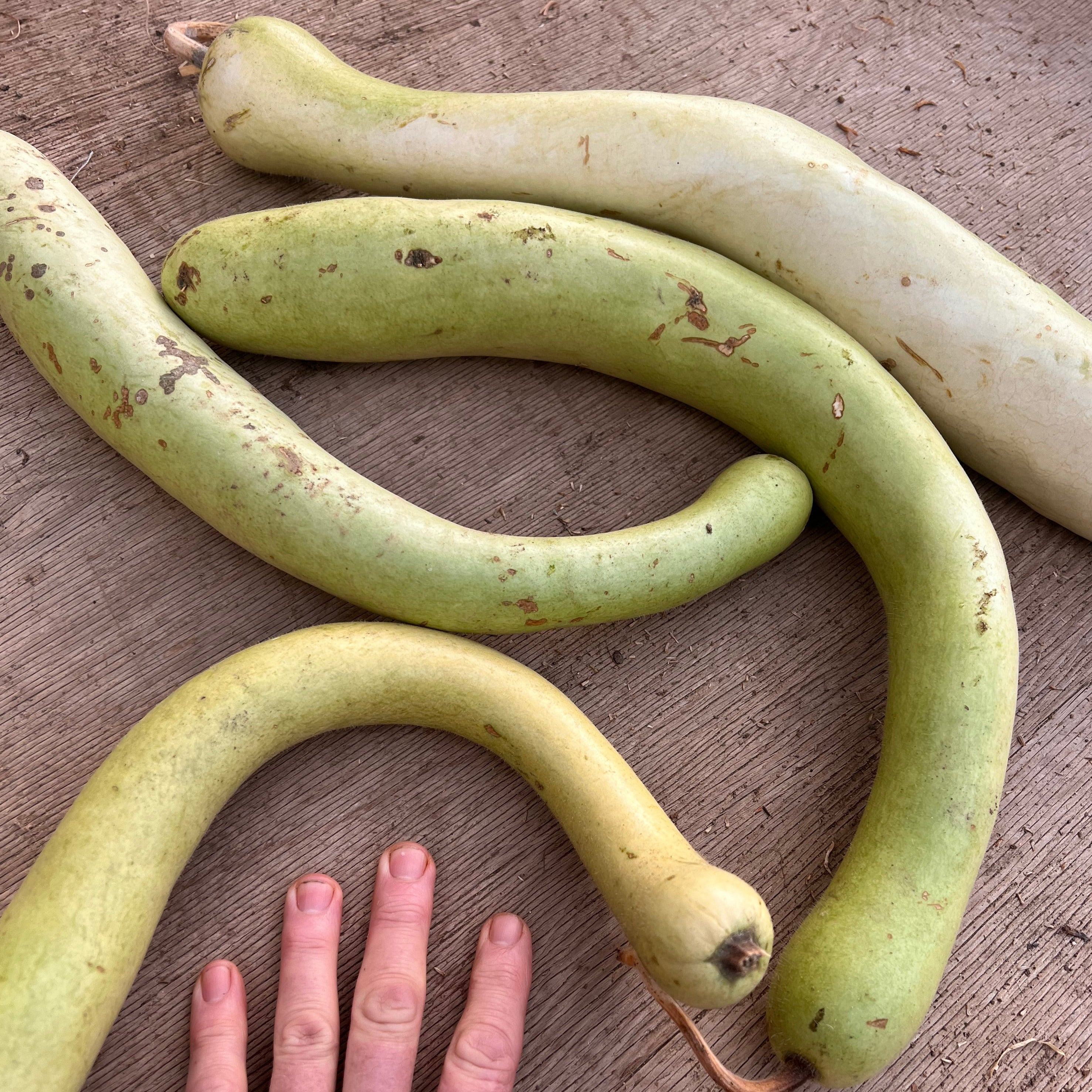 Gourd, Cucuzzi | Siskiyou Seeds