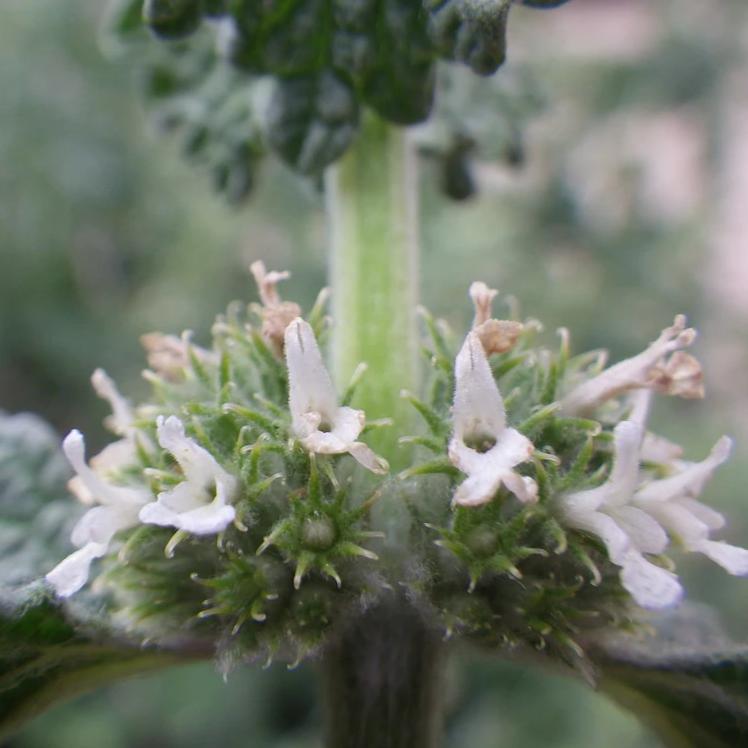 Horehound | Siskiyou Seeds