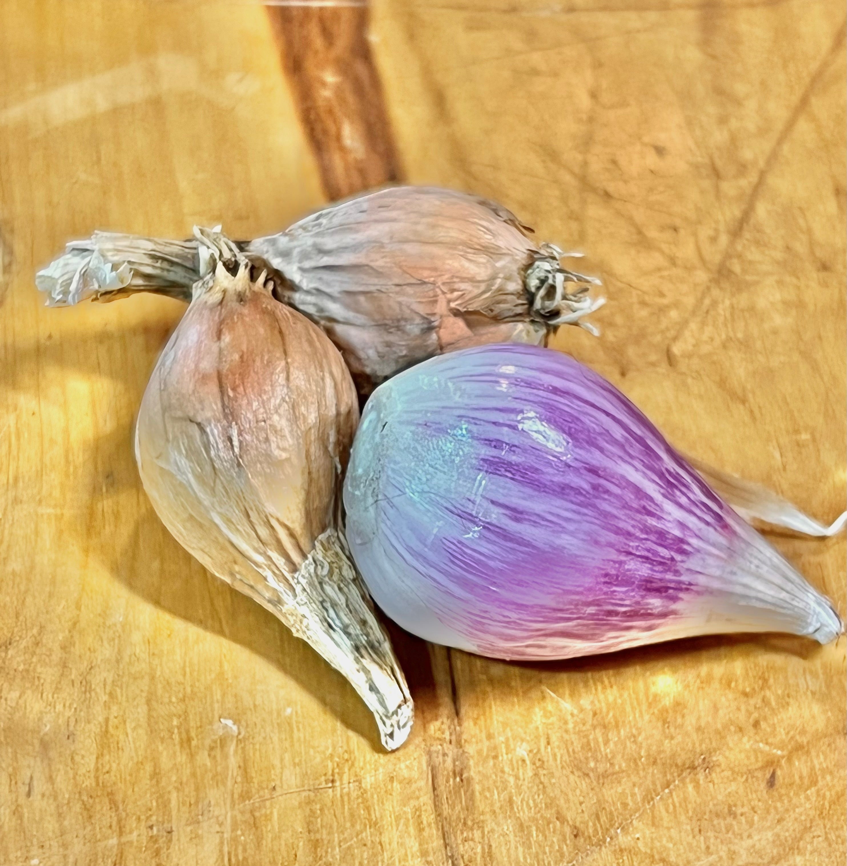 Shallots, French Grey - Certified Organic | Siskiyou Seeds