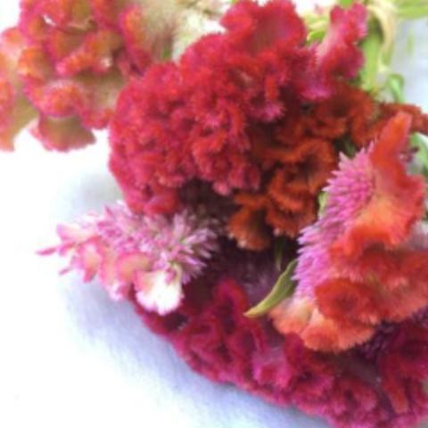 Celosia, Cockscomb, Salmon Mix | Siskiyou Seeds