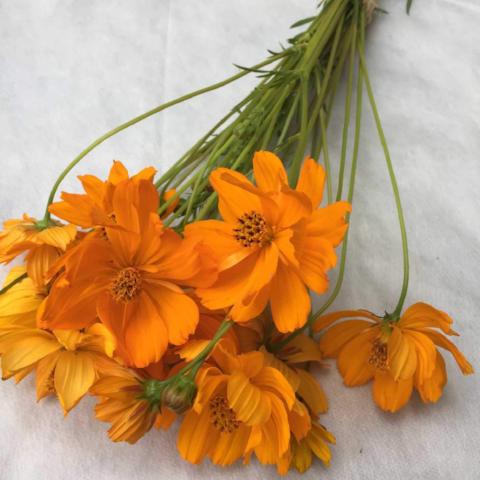 Cosmos, Sunrise | Siskiyou Seeds