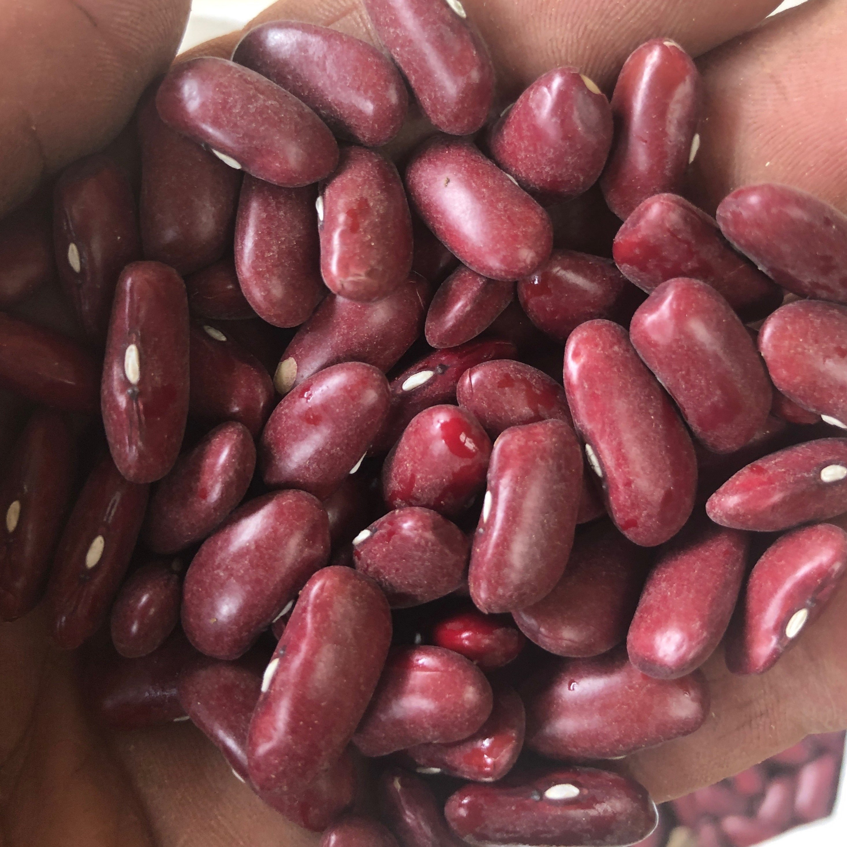Beans, Red Kidney Heirloom | Siskiyou Seeds