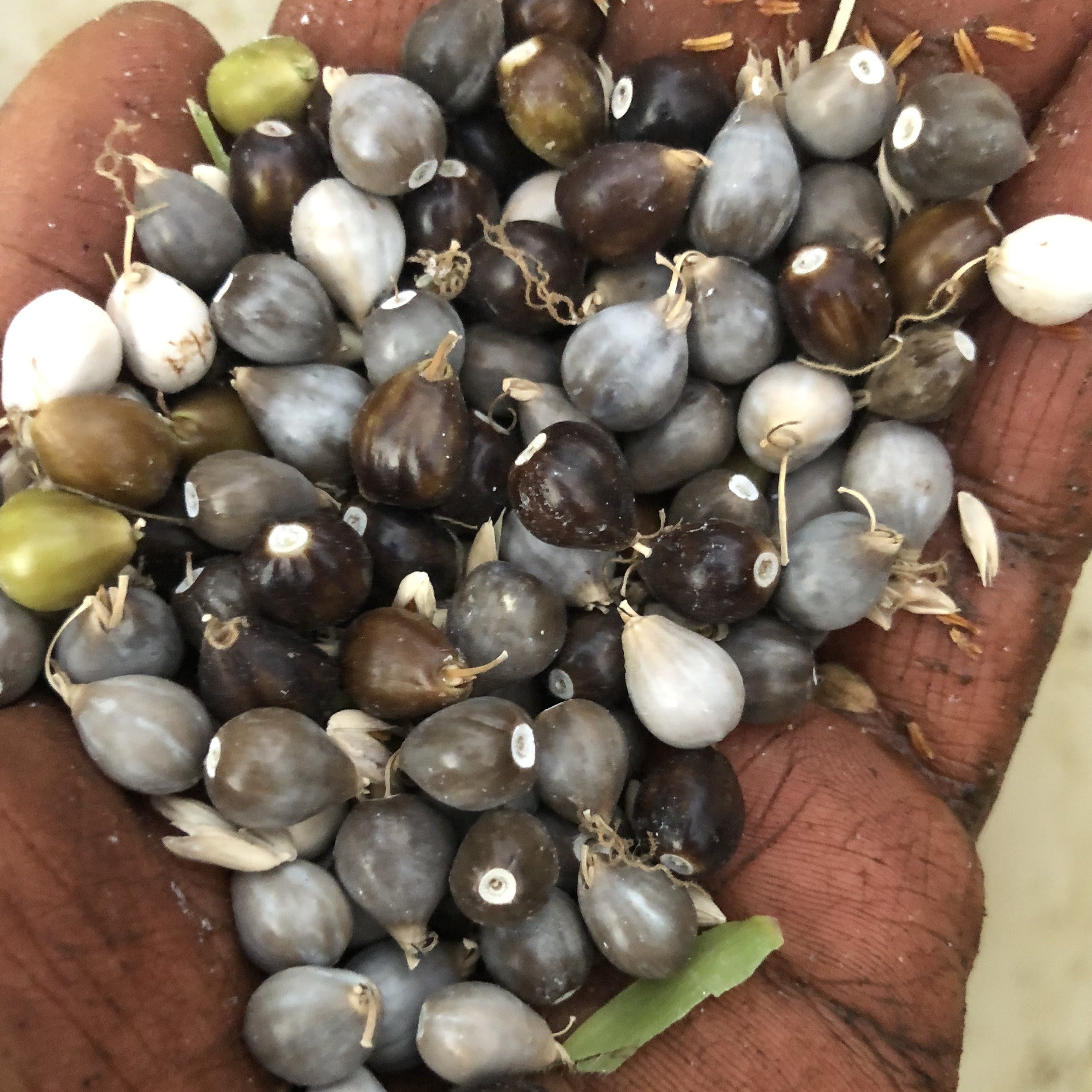 Barley, Job's Tears, Chinese Pearl | Siskiyou Seeds