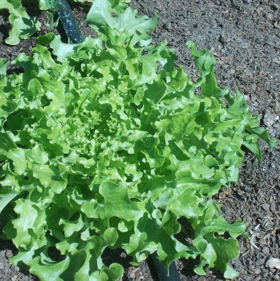 Lettuce, Salad Bowl | Siskiyou Seeds
