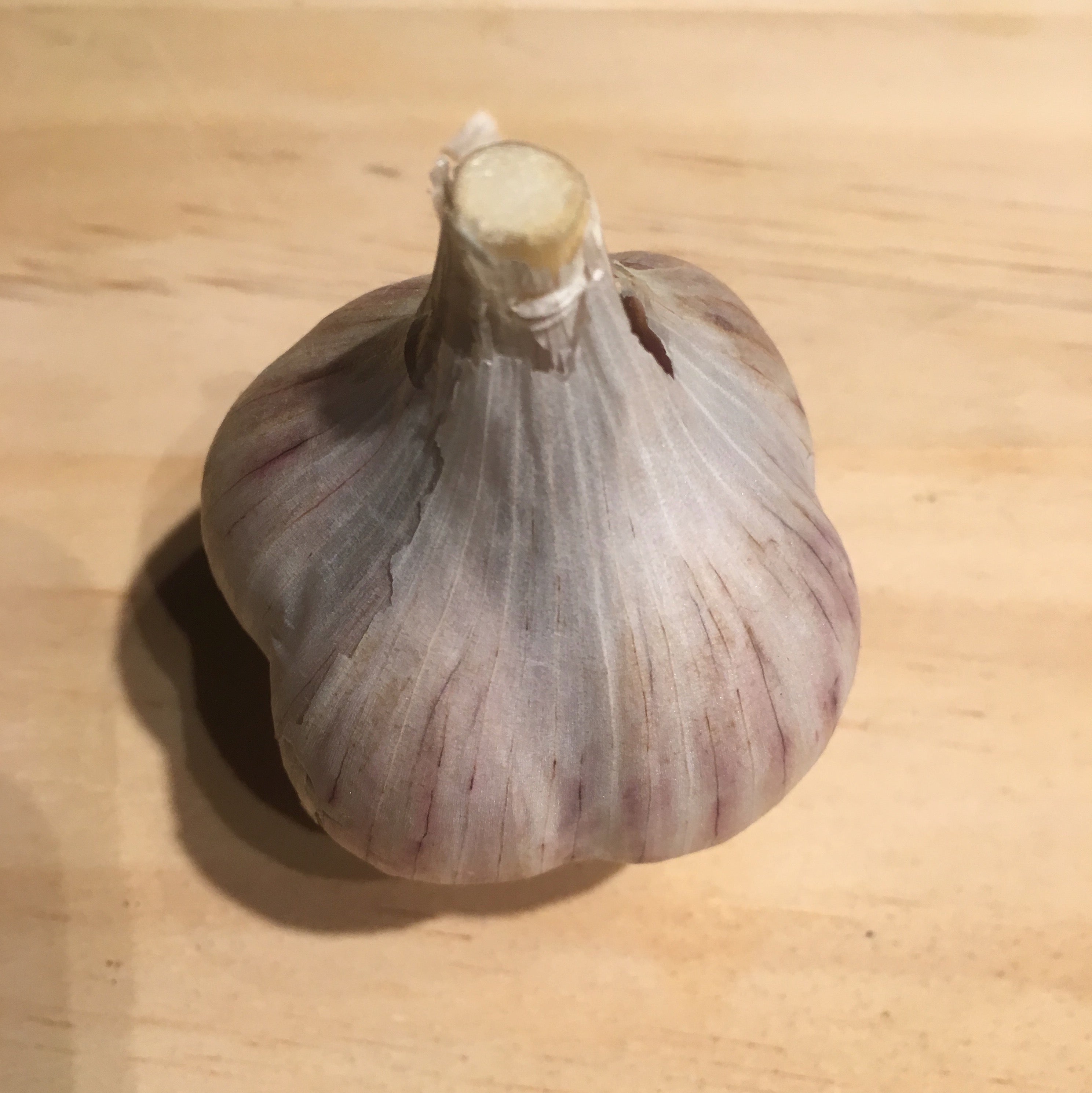 Garlic, Music - Certified Organic | Siskiyou Seeds