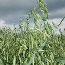 Oats, Cayuse | Siskiyou Seeds
