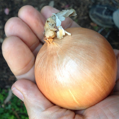 Onion, Front Range Yellow Globe | Siskiyou Seeds