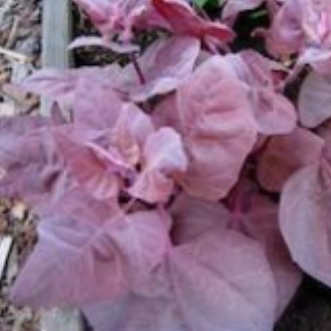 Orach, Purple Mountain Spinach | Siskiyou Seeds