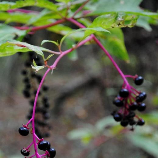 Poke Berry | Siskiyou Seeds