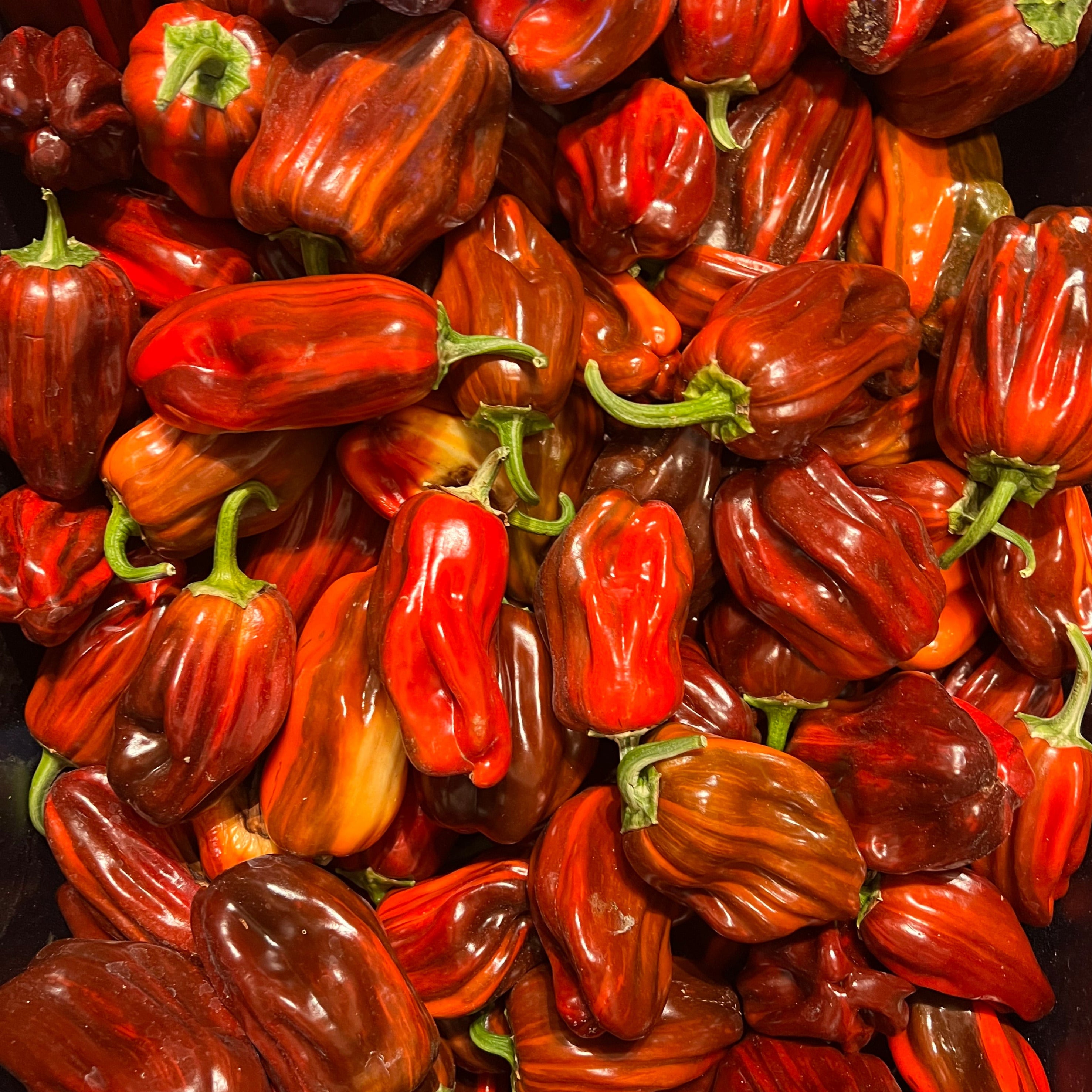 Pepper, Variegated Chocolate Mini-Bell | Siskiyou Seeds